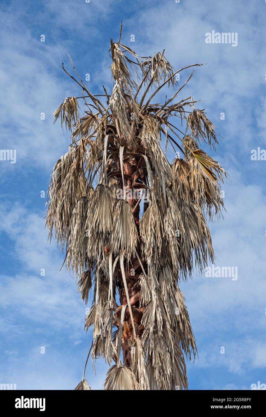 Palm tree disease hi-res stock photography and images - Alamy