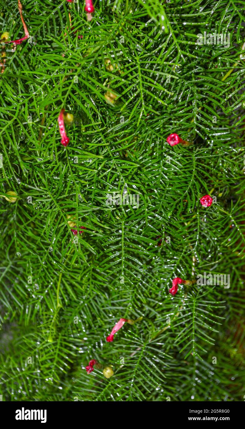 Climber green leaves, small but many leaves, small red flowers, close ...