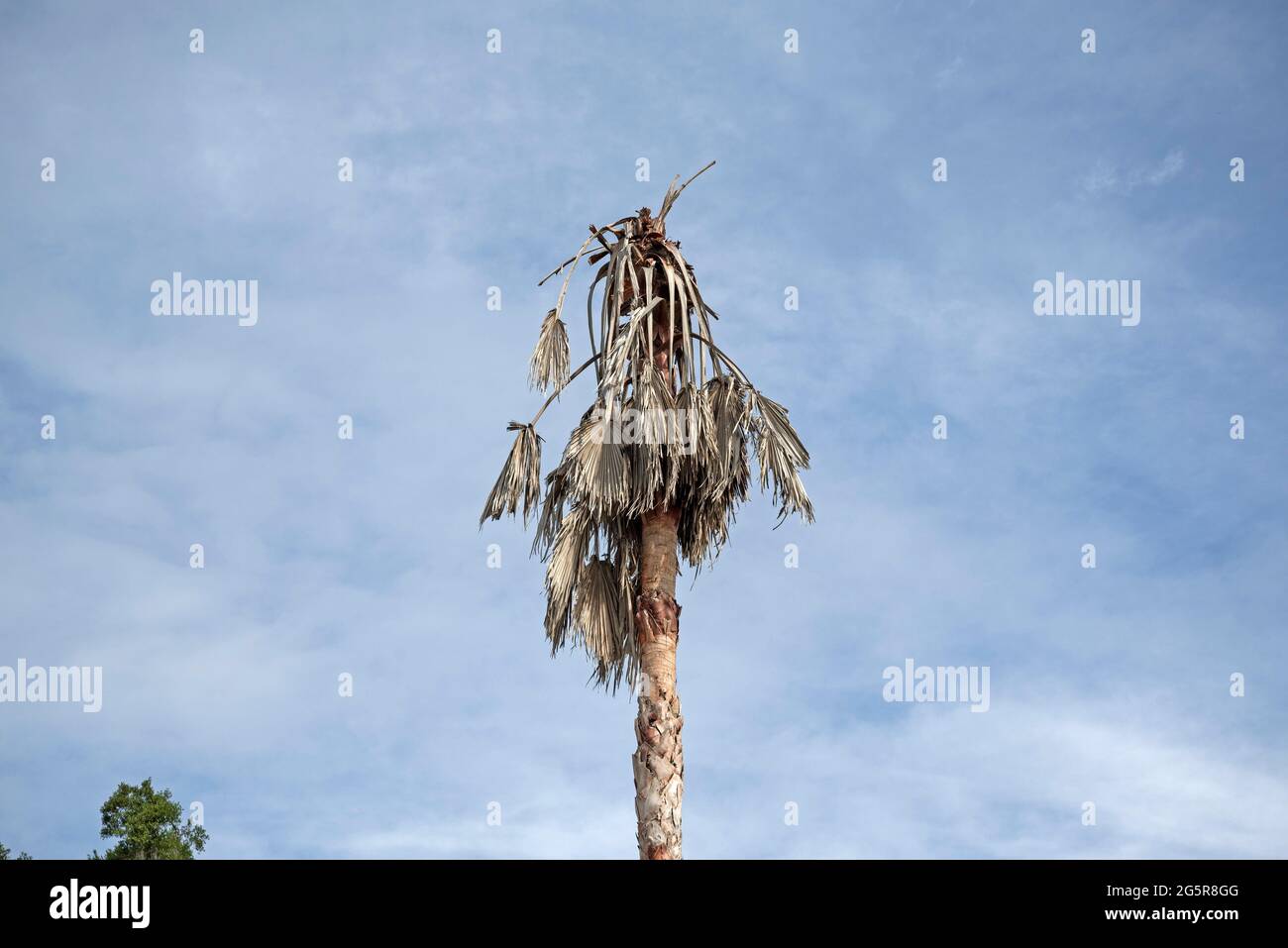 Sabal Palm trees in Alachua, Florida afflicted with Lethal Bronzing ...