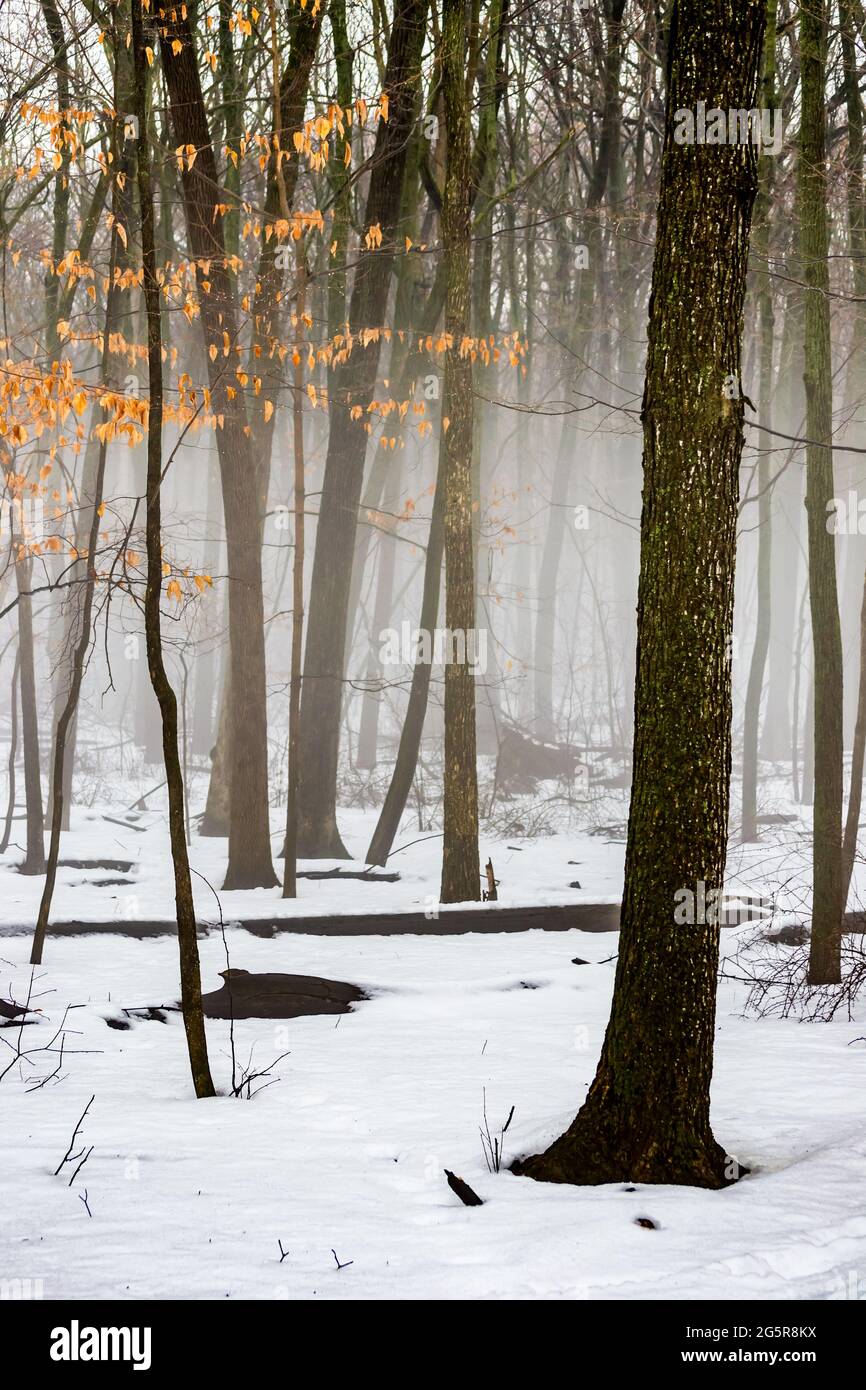 Fog in the woods hi-res stock photography and images - Alamy