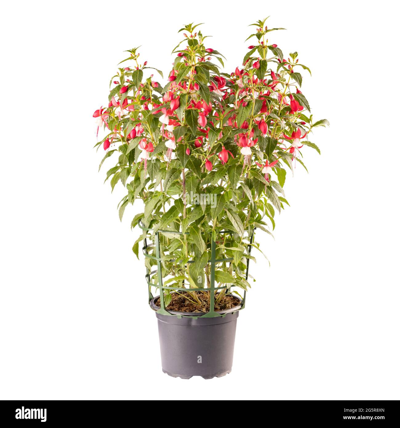 Potted pink and white Fuchsia flowers isolated on white background ...