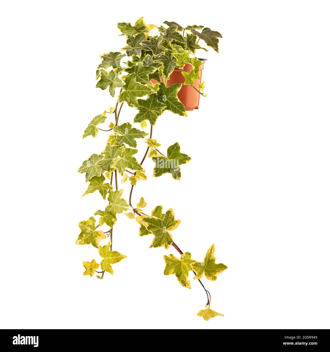 Ivy, Hedera helix or European ivy in pot isolated on white background ...