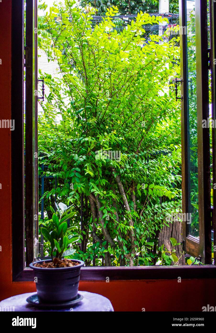 garden tree outside the window vintage in the morning Stock Photo - Alamy