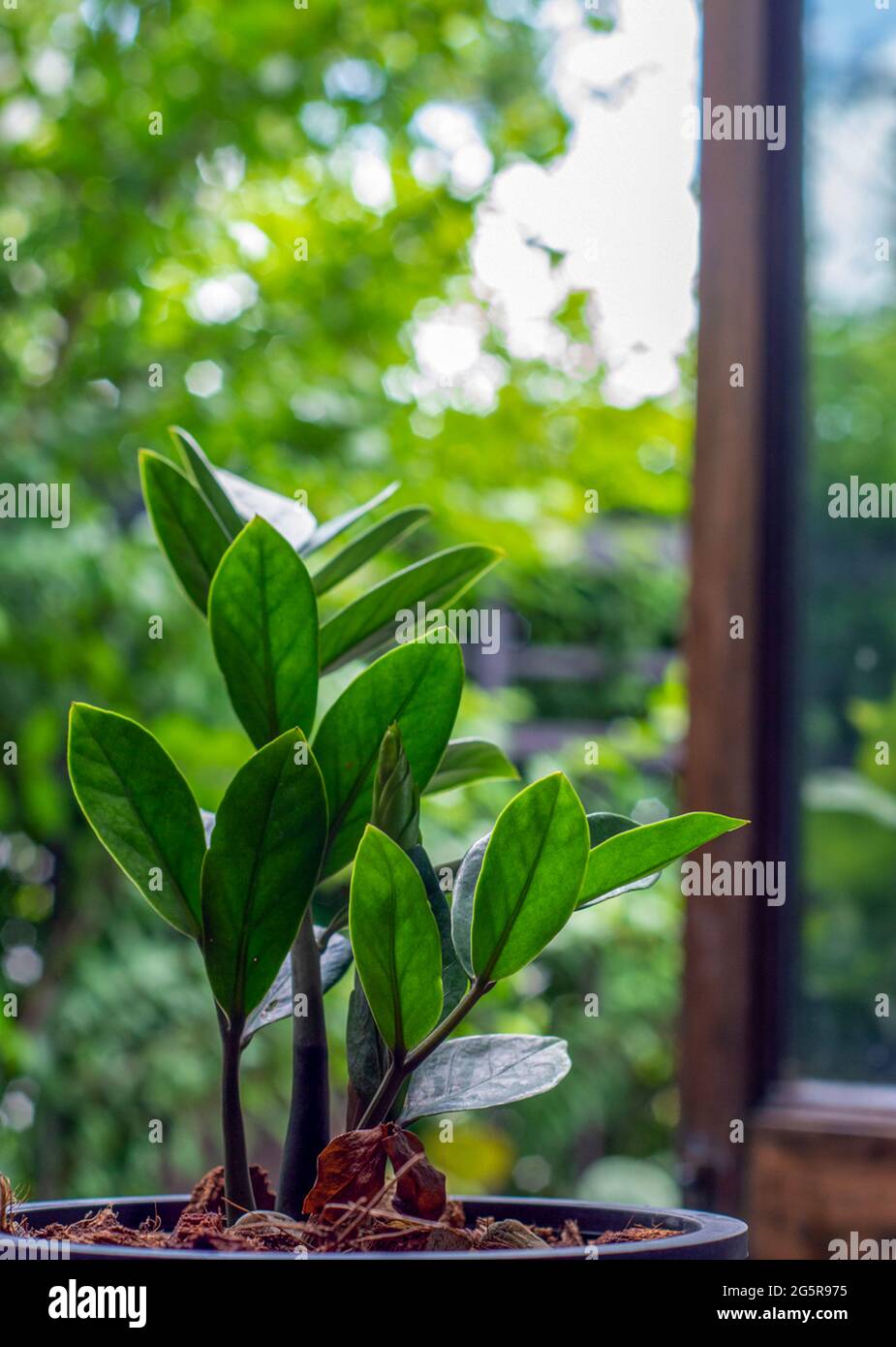 Close up picture of a plant in a pot Place it near the window, in the ...