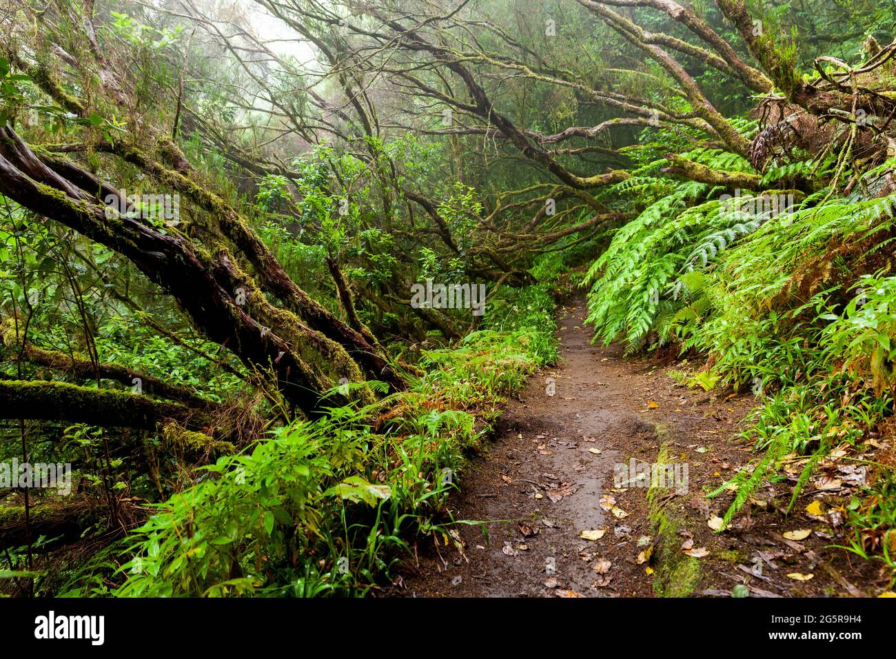 forest in Anaga rural park (Tenerife island Stock Photo - Alamy