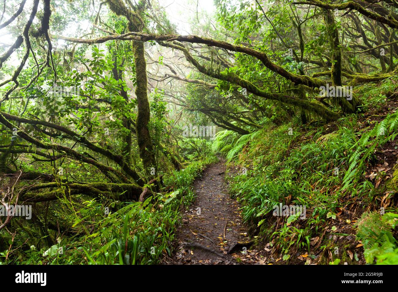 forest in Anaga rural park (Tenerife island Stock Photo - Alamy
