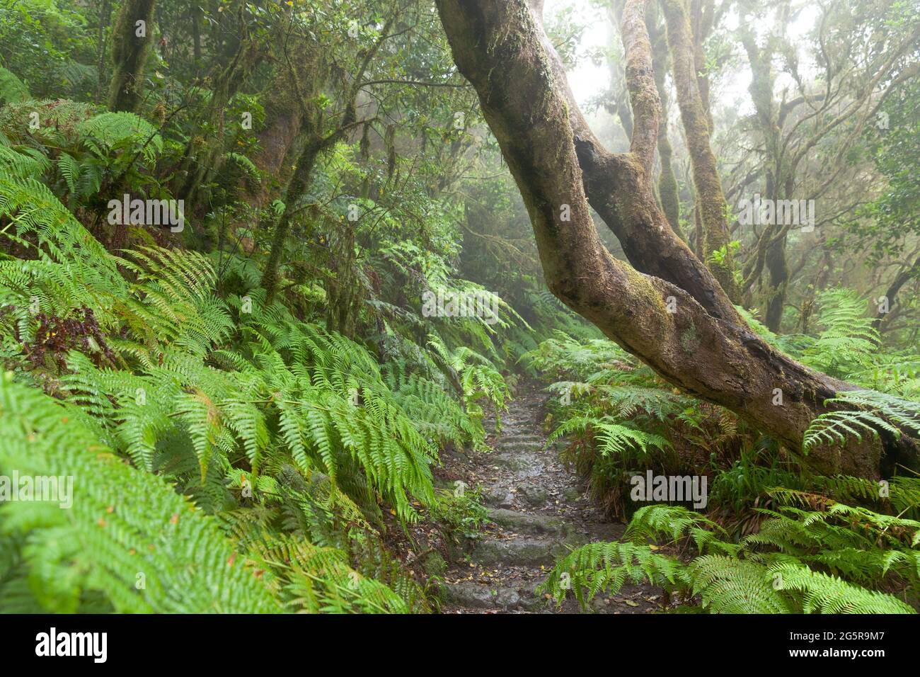 forest in Anaga rural park (Tenerife island Stock Photo - Alamy