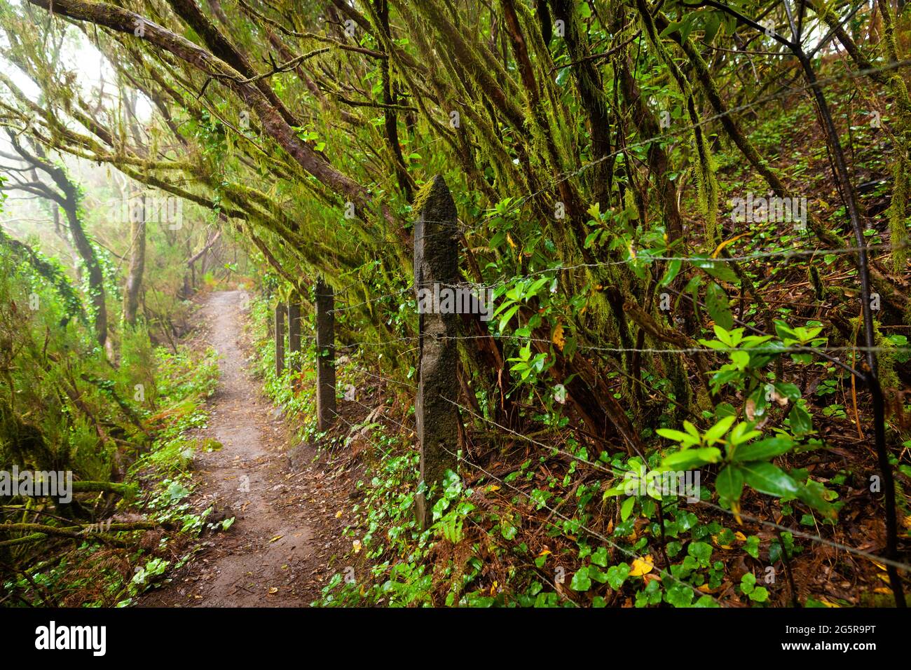 forest in Anaga rural park (Tenerife island Stock Photo - Alamy