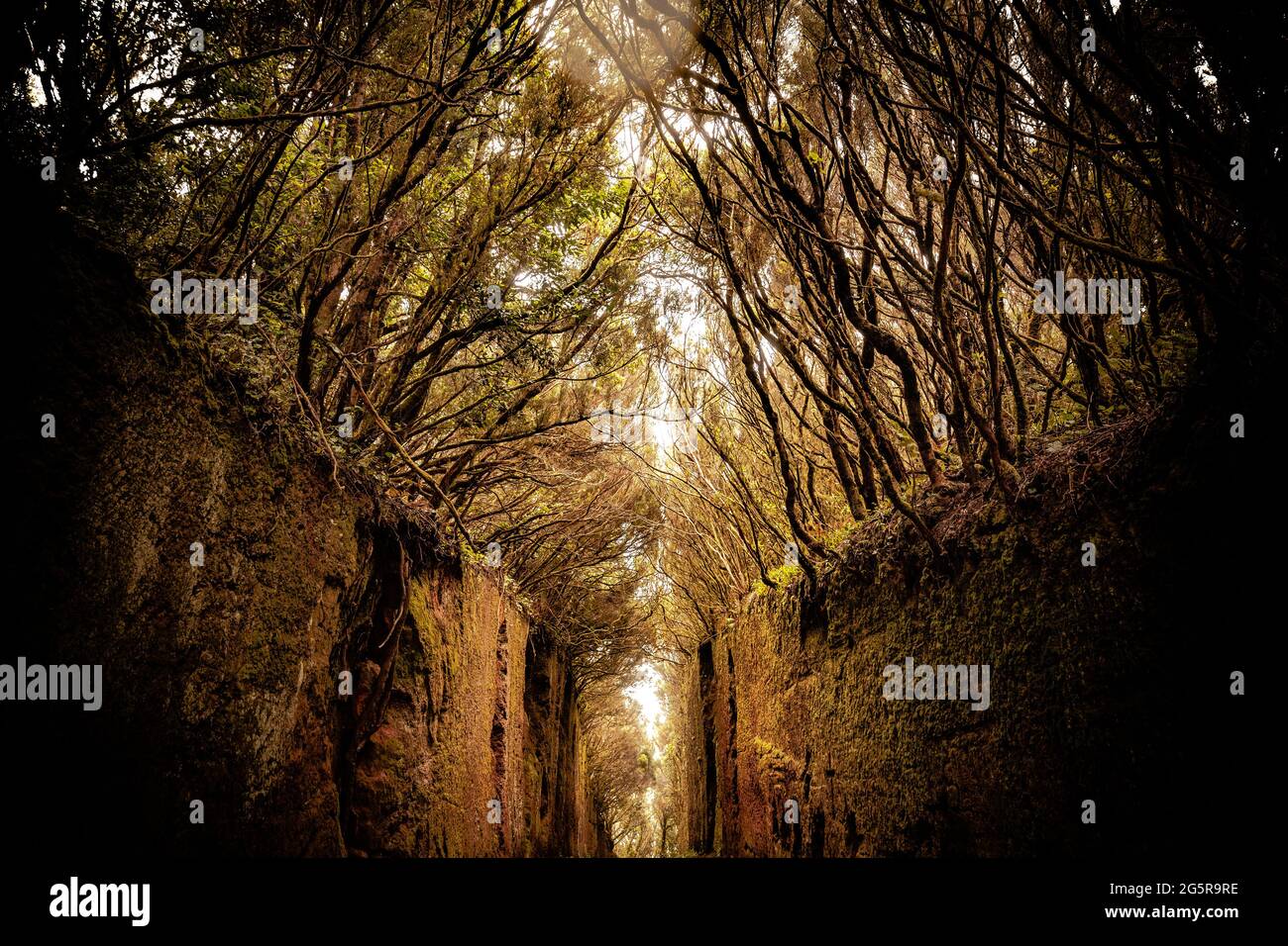 forest in Anaga rural park (Tenerife island Stock Photo - Alamy