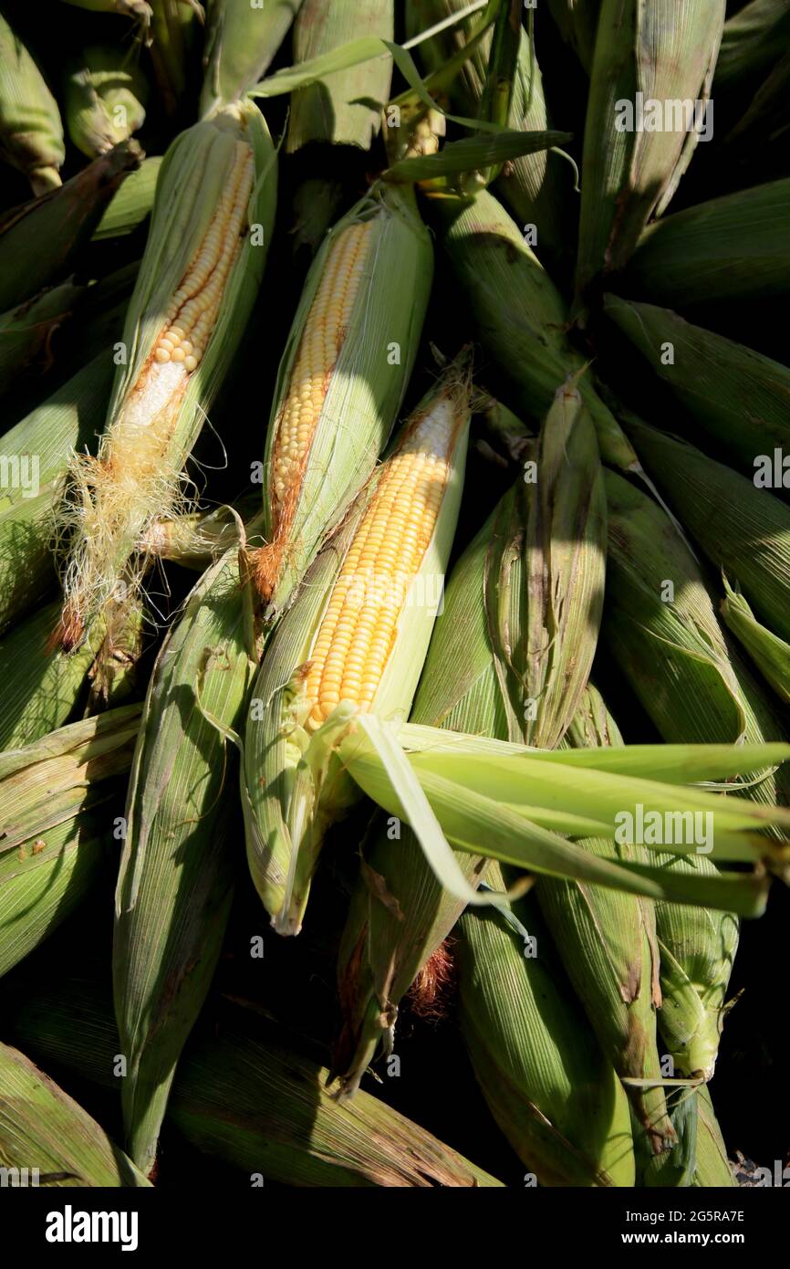 salvador, bahia, brazil - june 28, 2021: Green corn for sale at Feira ...