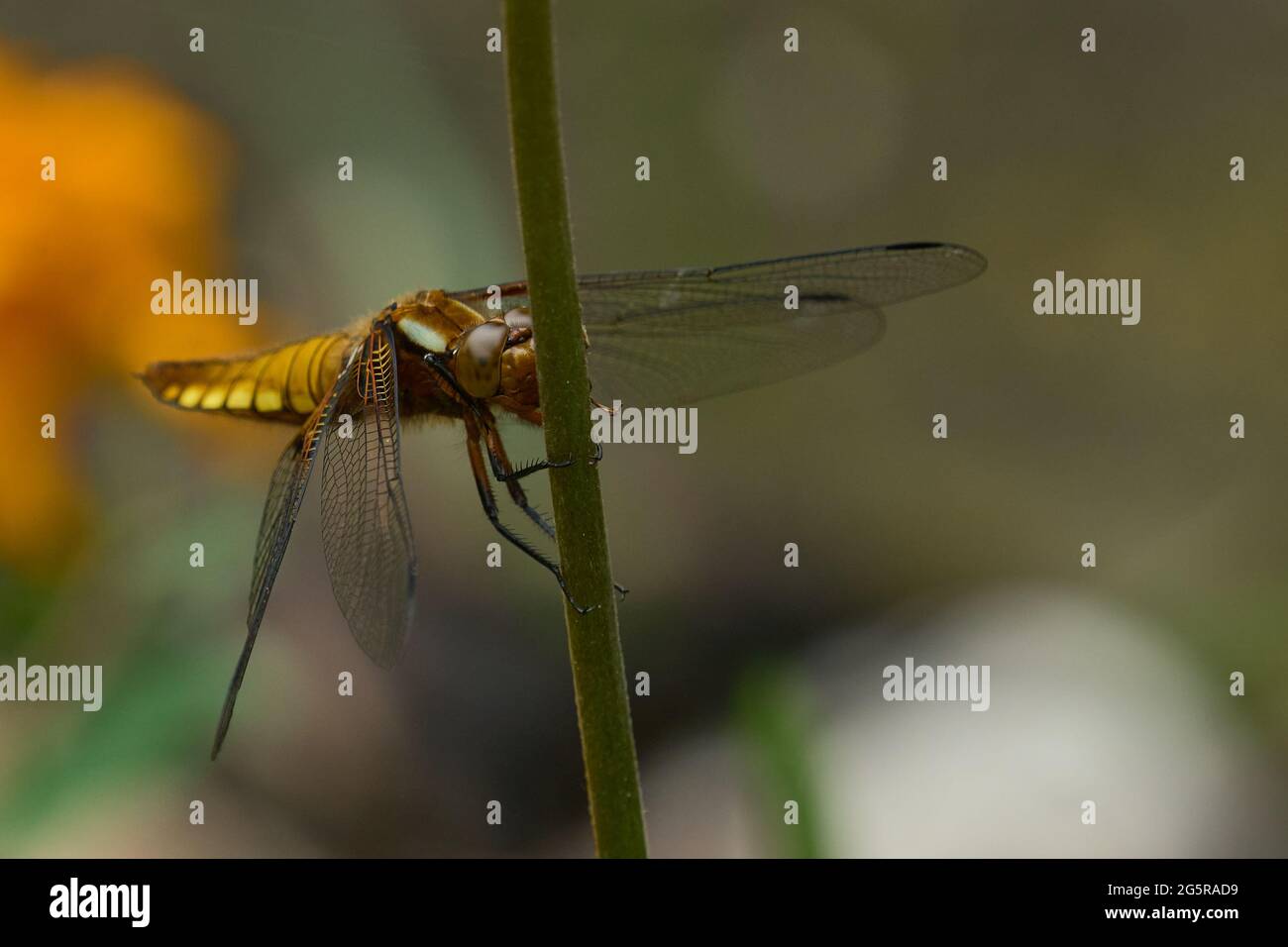 Female Broad-bodied Chaser dragonfly Stock Photo - Alamy