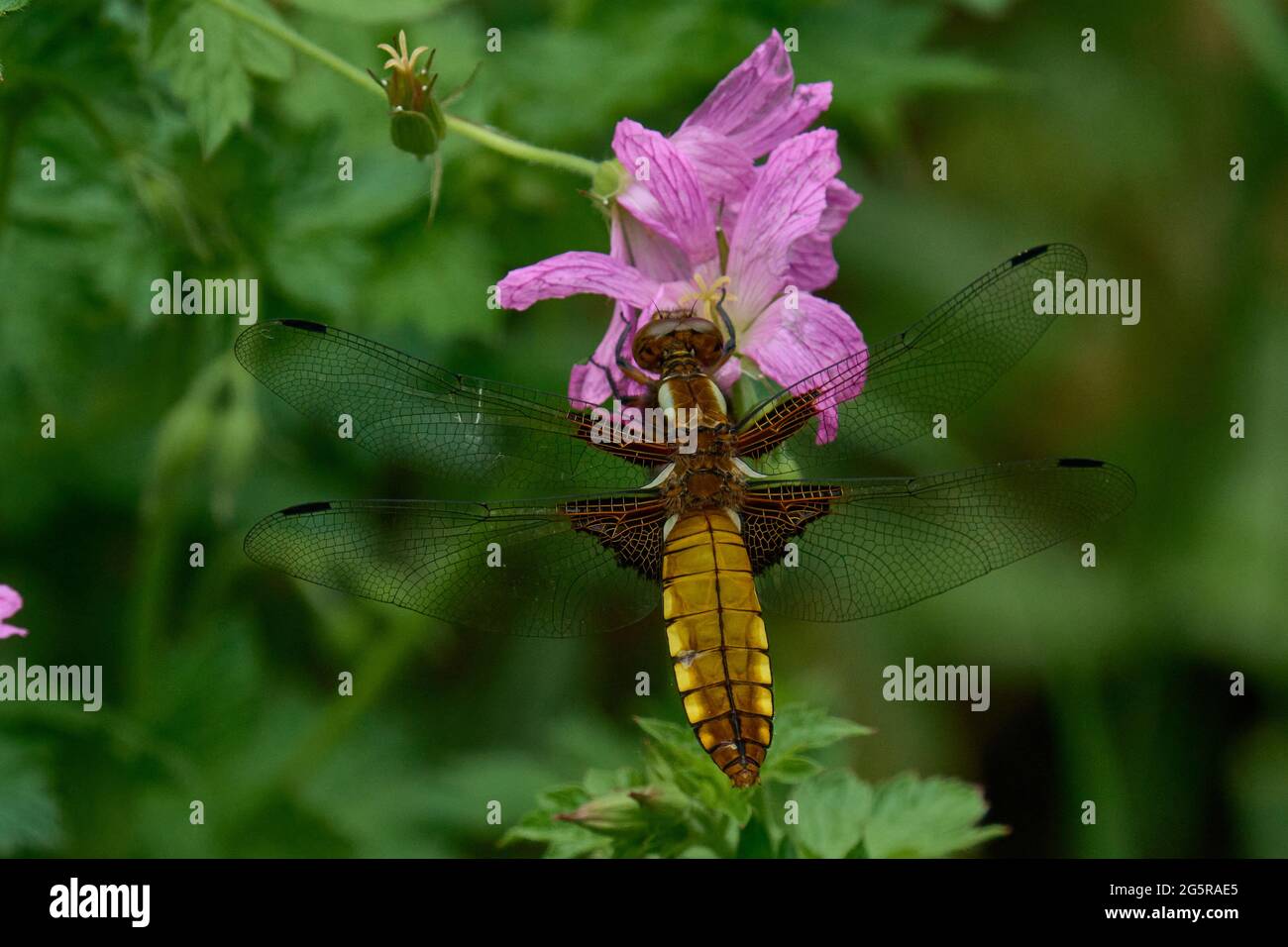 Female Broad-bodied Chaser dragonfly Stock Photo - Alamy