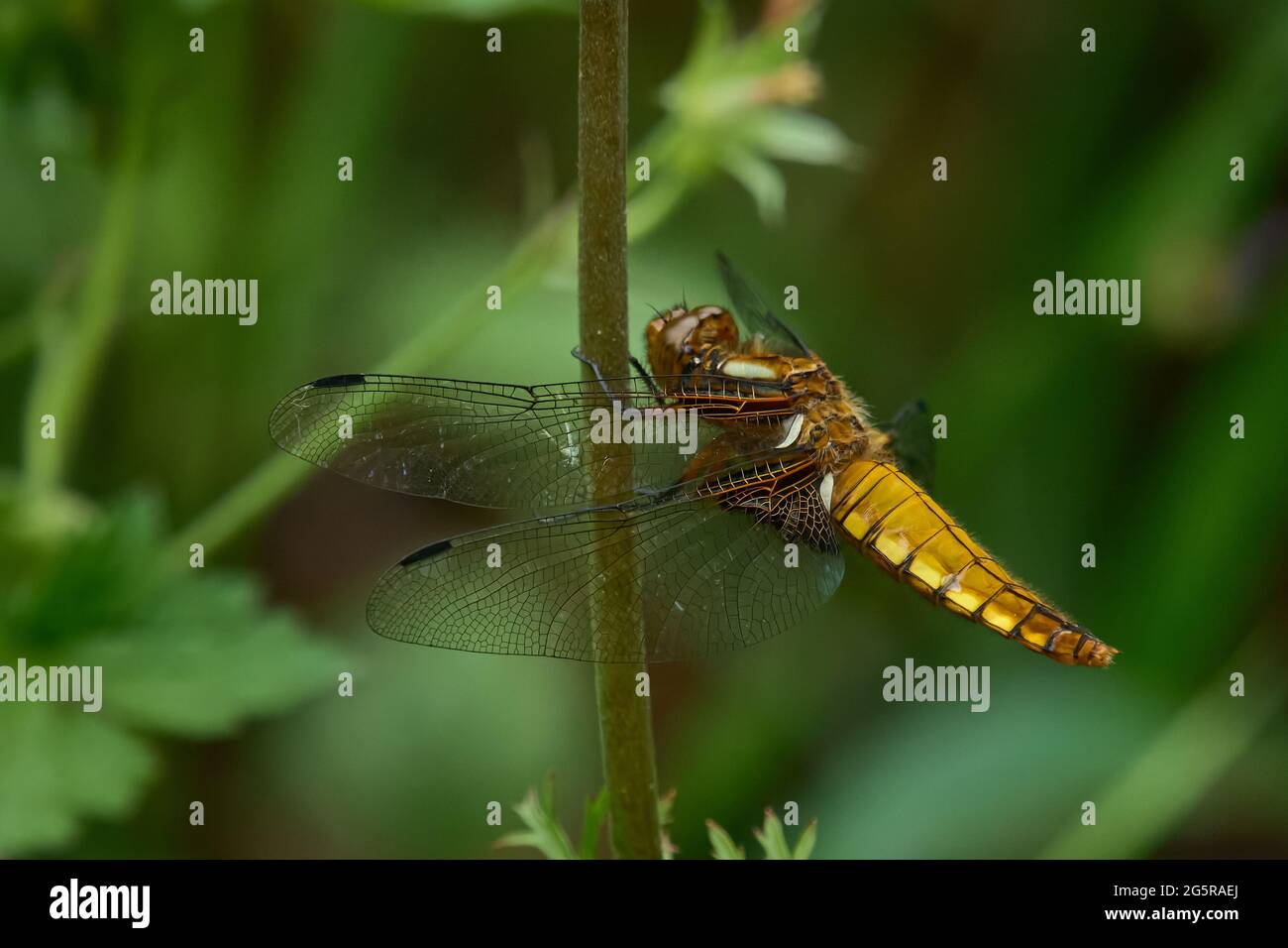 Female Broad-bodied Chaser dragonfly Stock Photo - Alamy