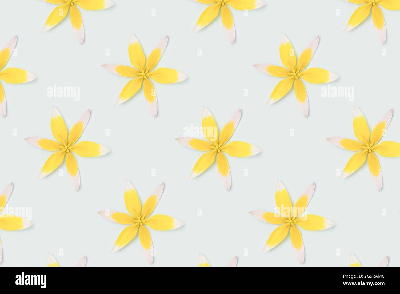 Repetitive pattern made from head of yellow wild tulip flowers on a ...