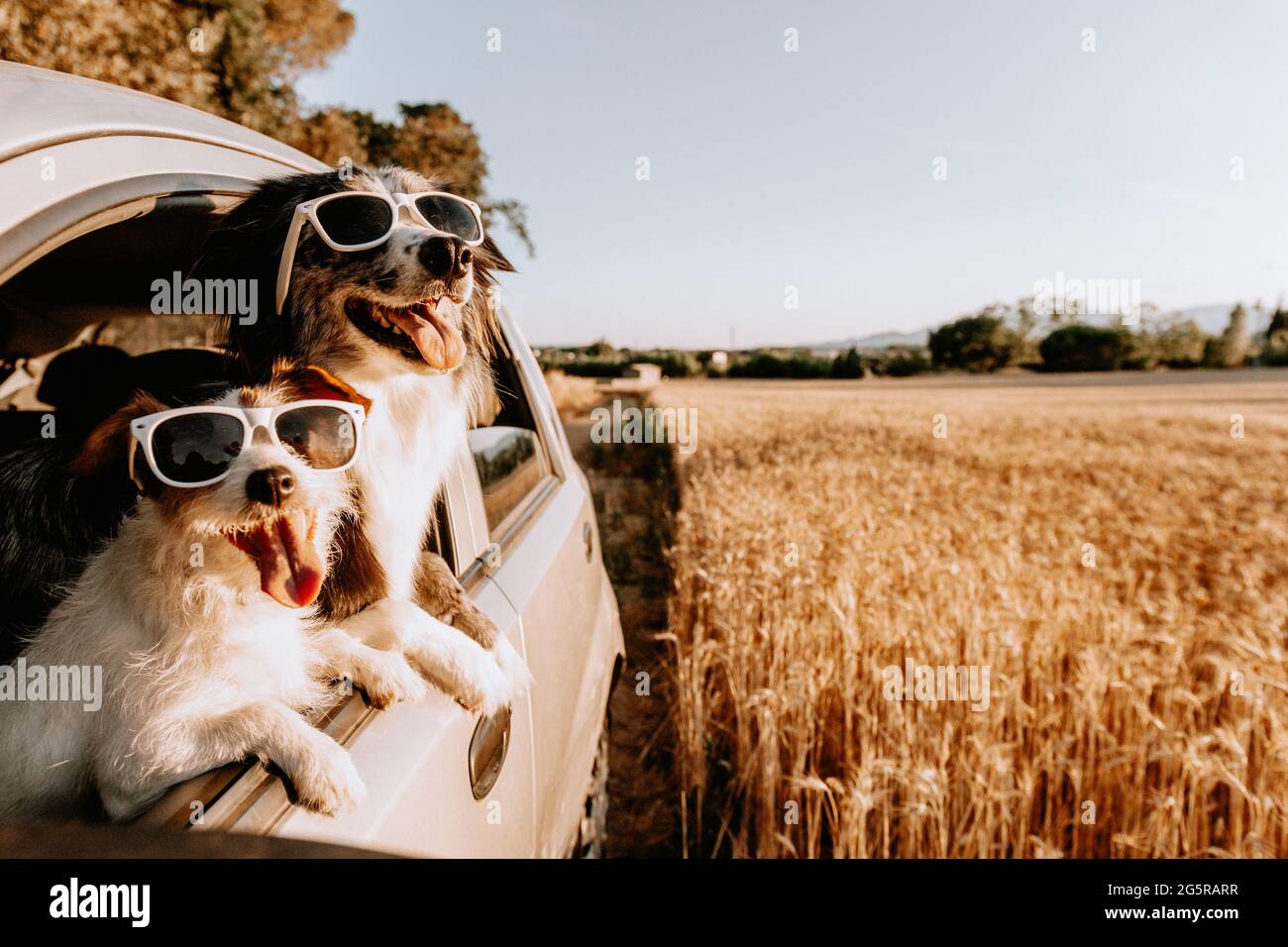 Jack russell and border collie dog looking out car window on summer ...