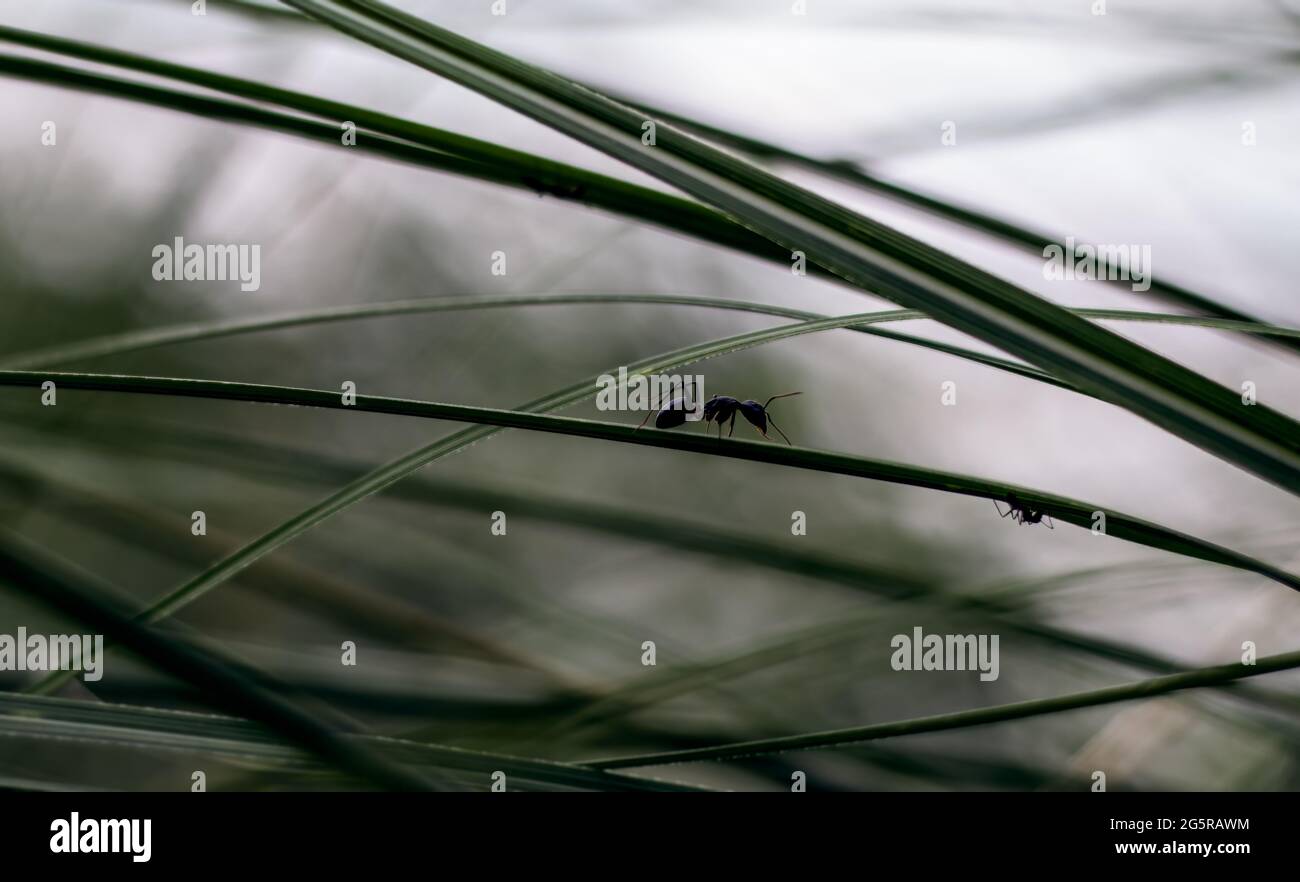 Ant walking High Resolution Stock Photography and Images - Alamy