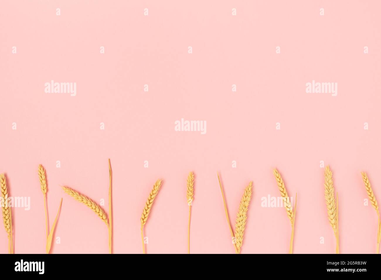 Border frame made of wheat spikelets on a pink pastel background ...