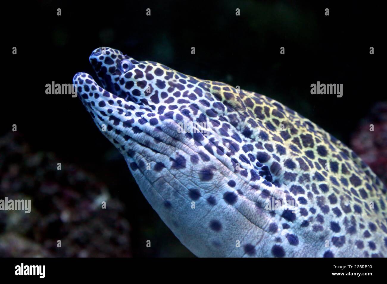 Spotted snake eels hi-res stock photography and images - Alamy