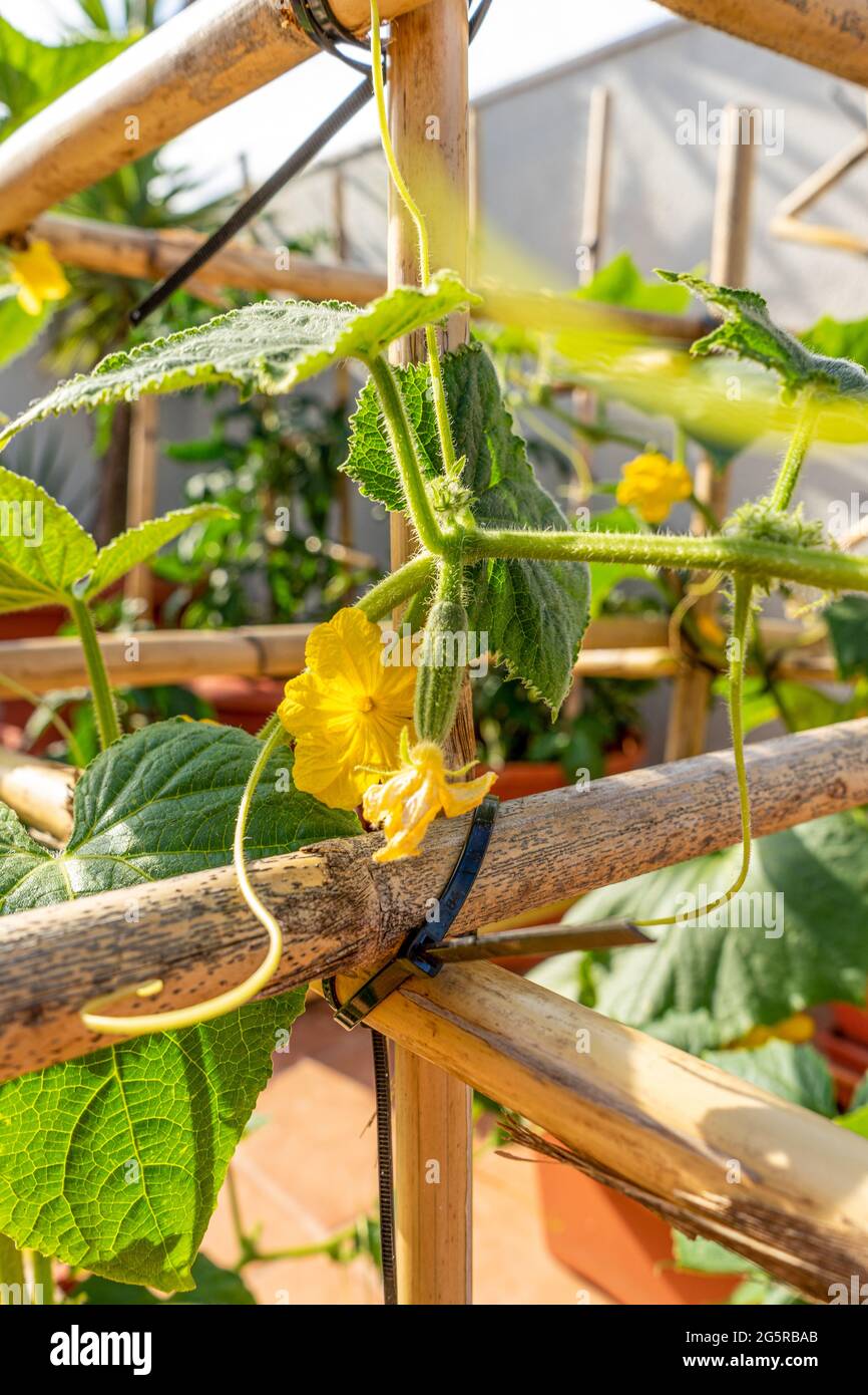 How to tie cucumbers, immature cucumbers in the greenhouse Stock Photo ...