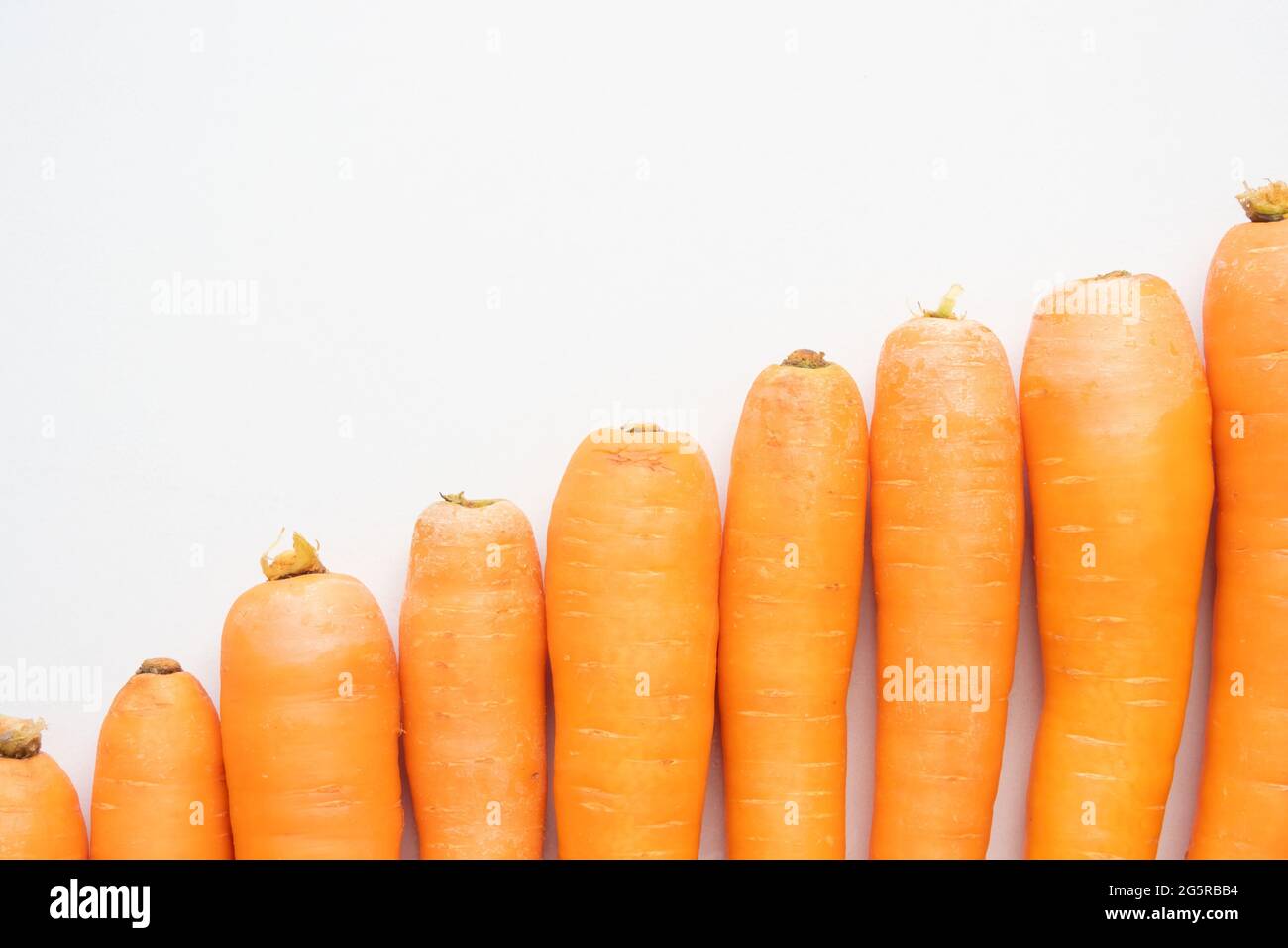 Ripe carrots in an oblique line from bottom to top from left to right ...