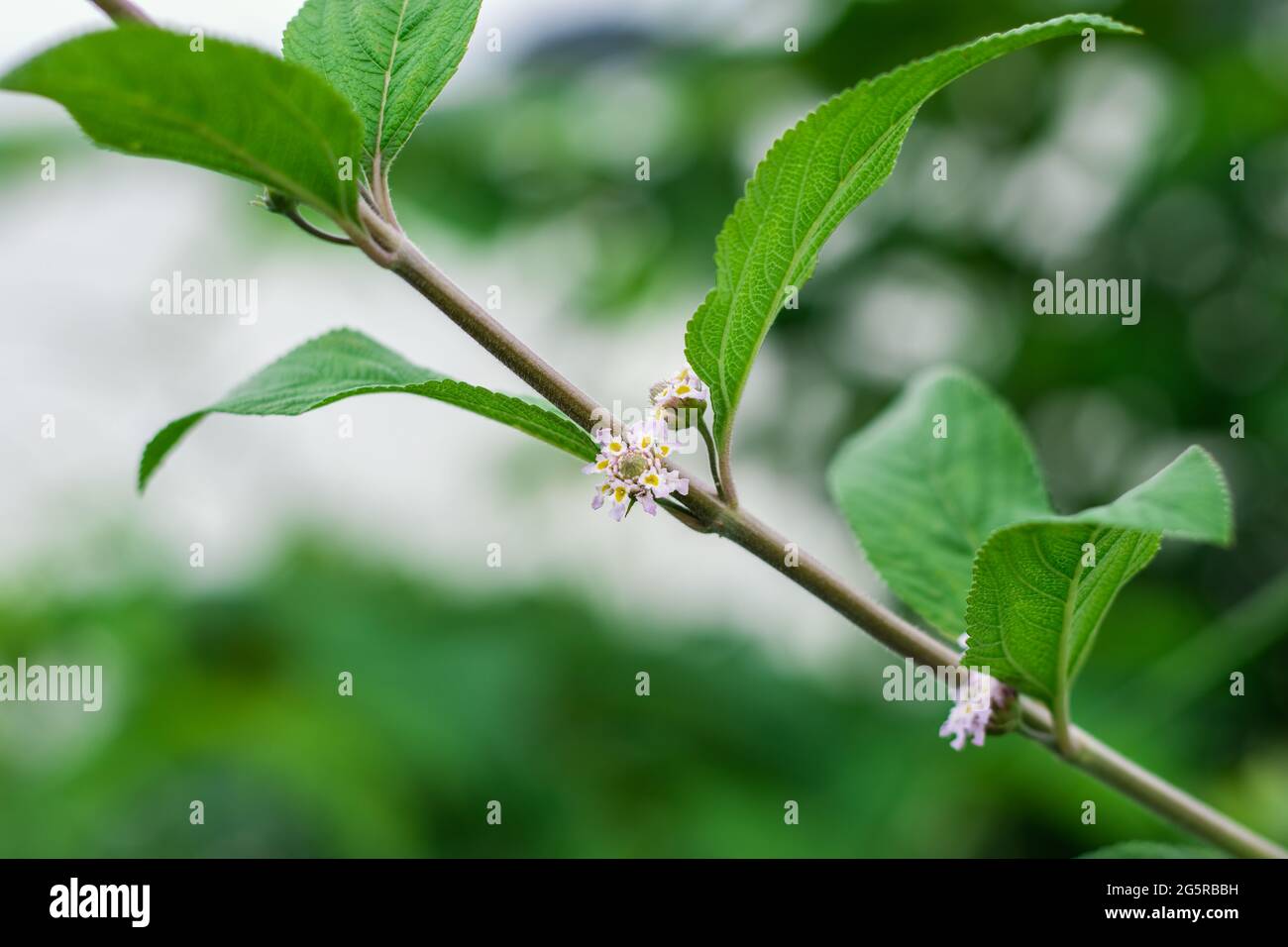 Wild tree branch with flowers close up Stock Photo - Alamy