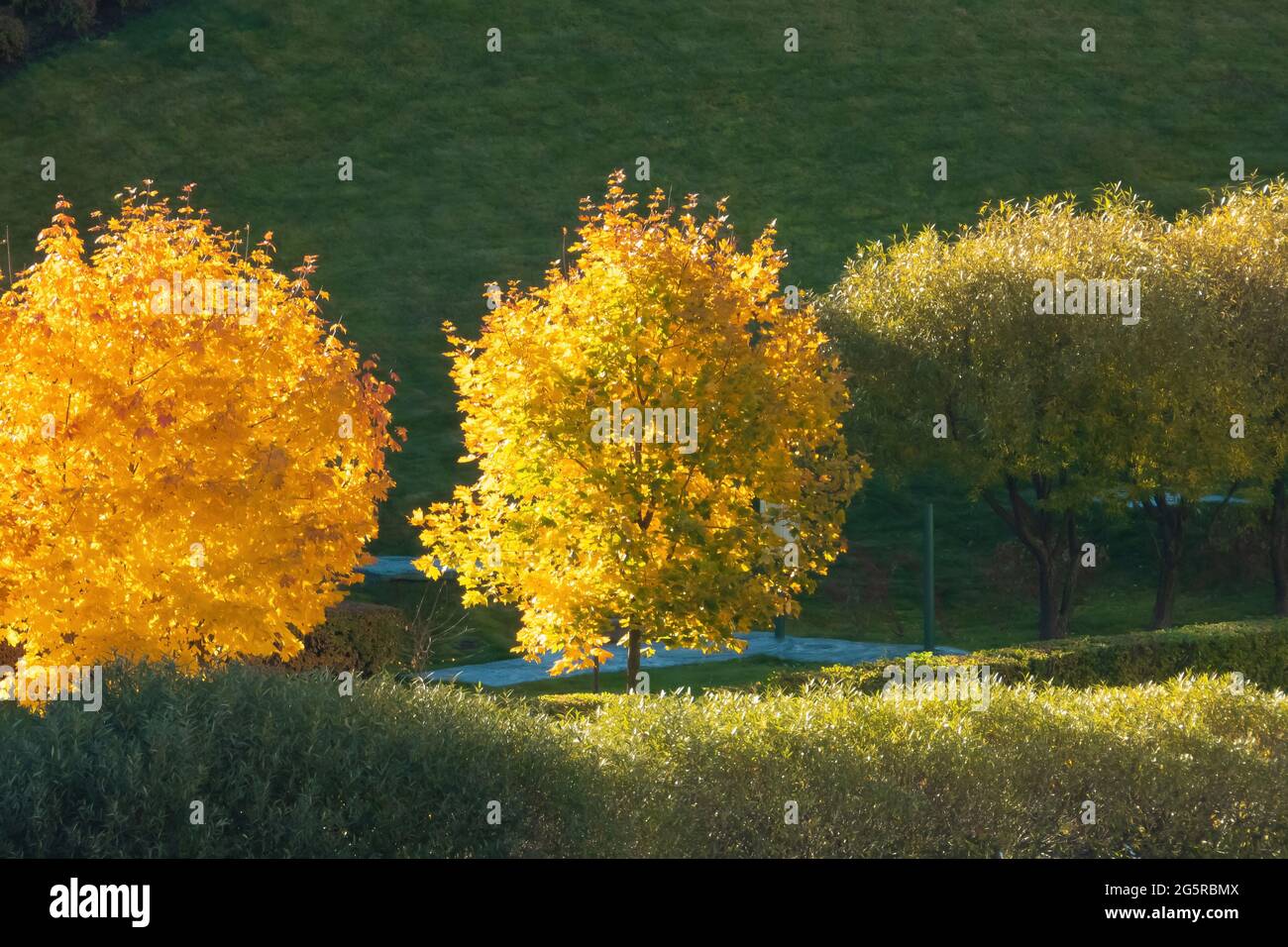 Autumn landscape with green and yellow trees in the sunlight Stock ...