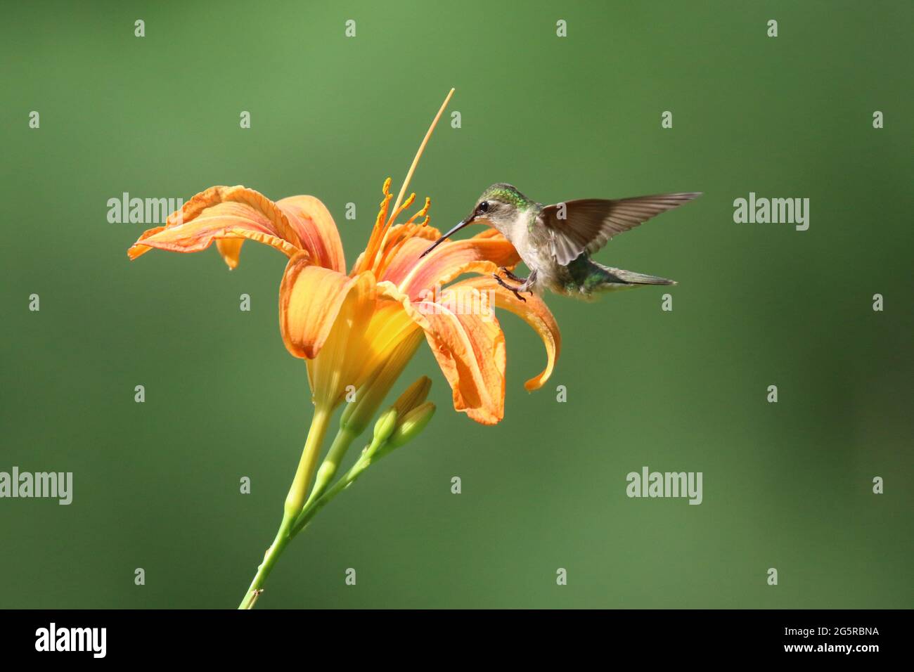 Hummingbird pollination flower hi-res stock photography and images - Alamy
