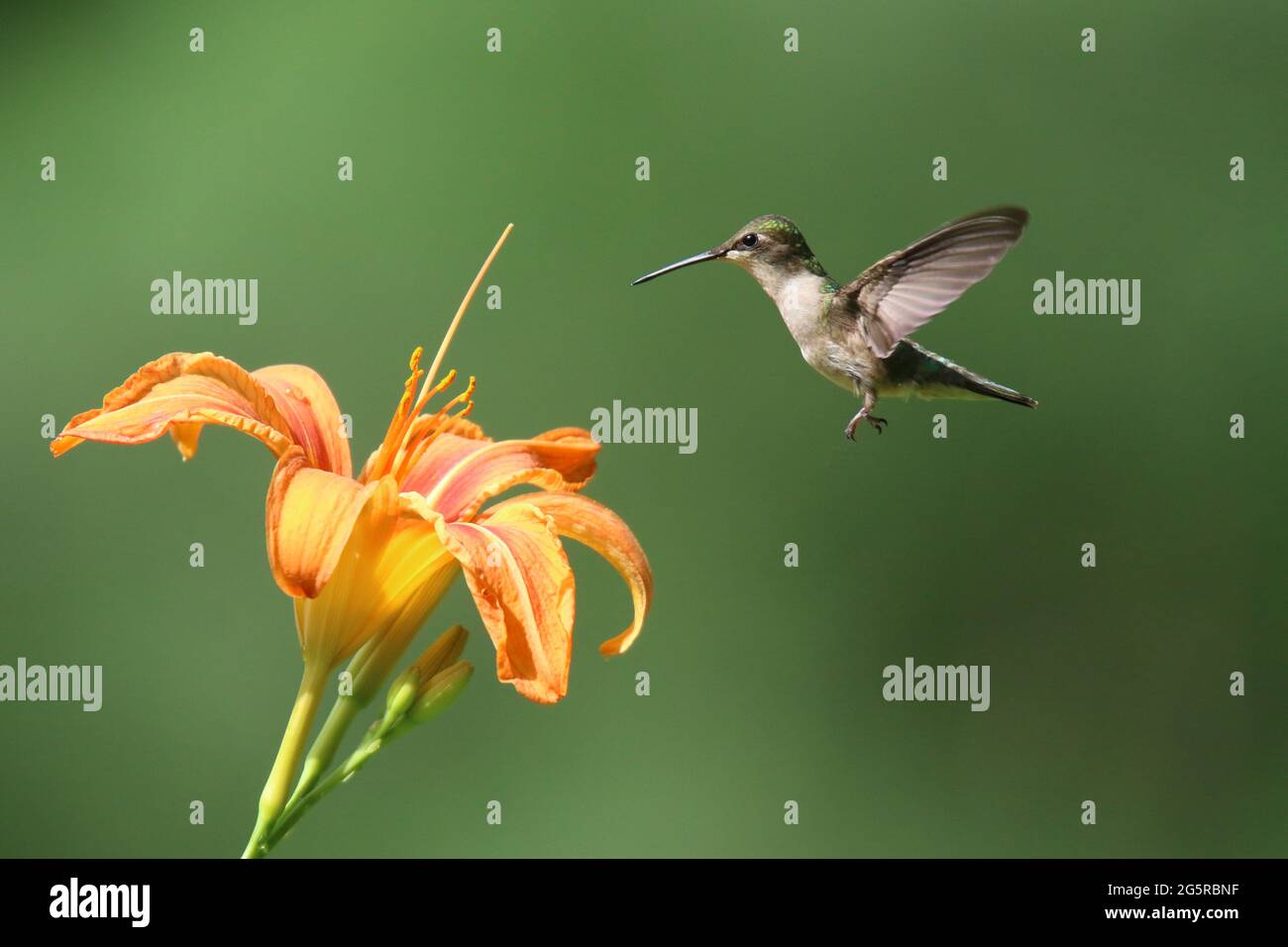 Hummingbird pollination flower hi-res stock photography and images - Alamy