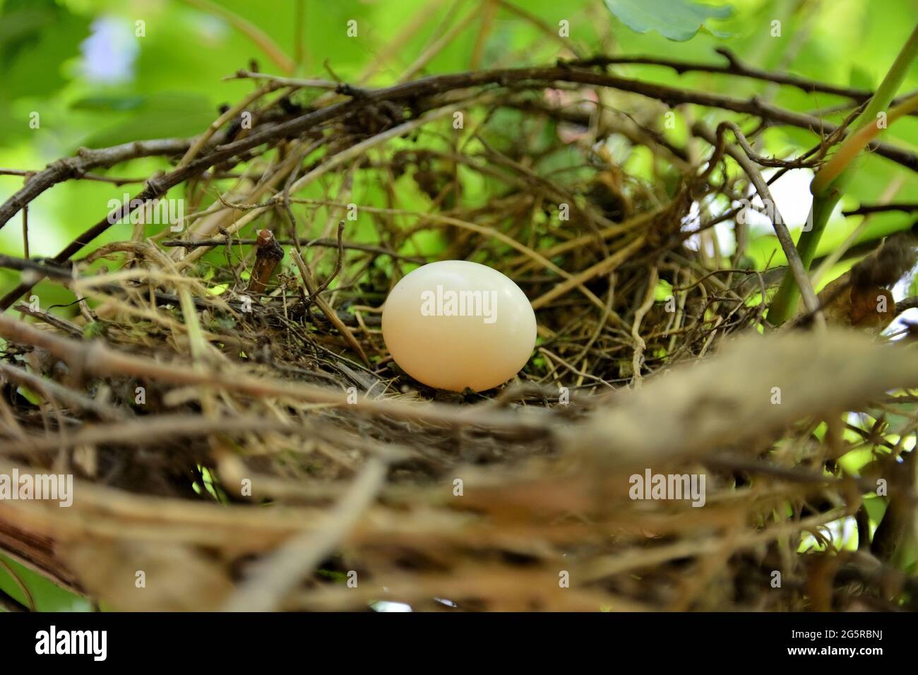 Dove nest hi-res stock photography and images - Alamy