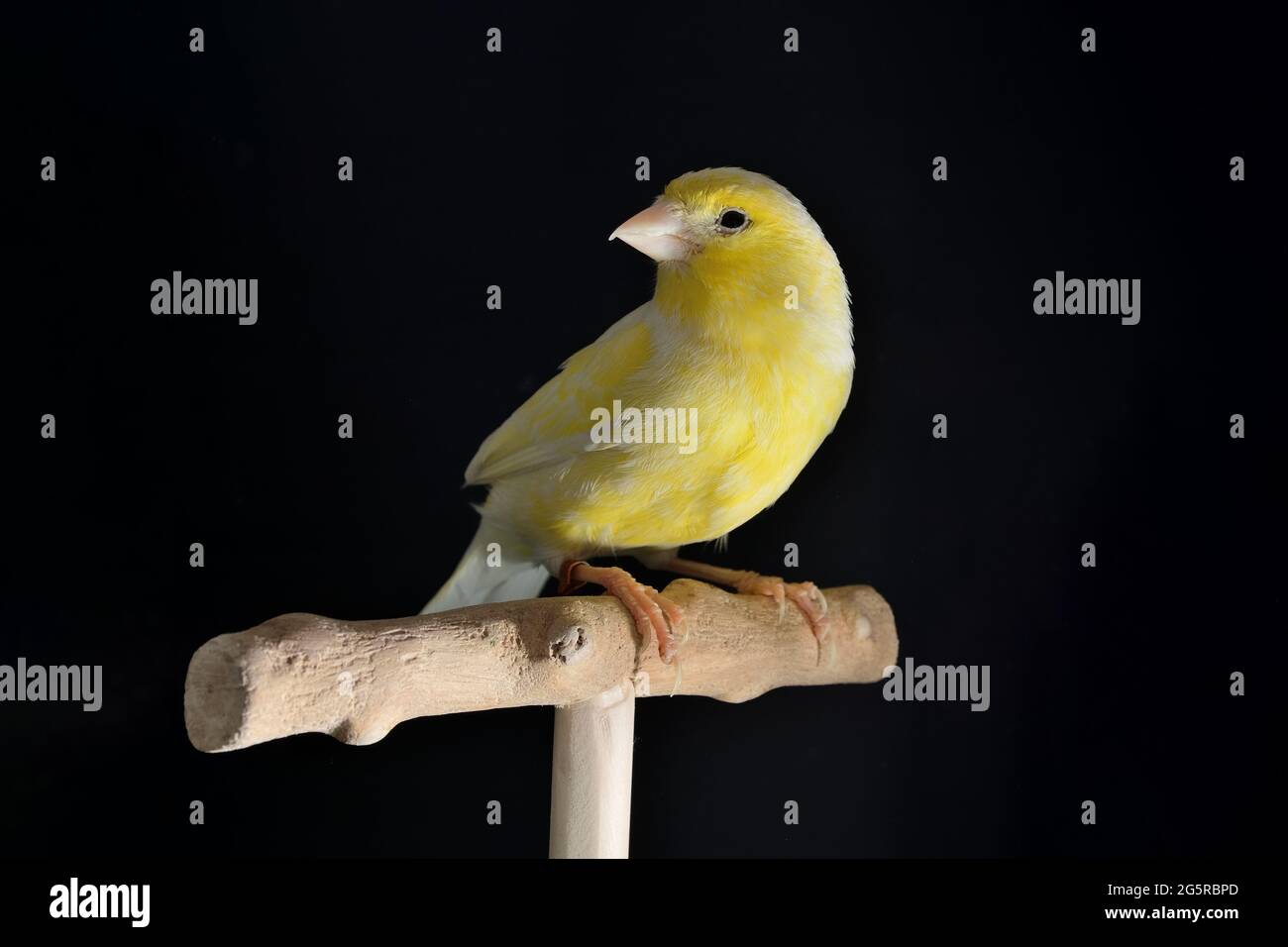 Canaries birds hi-res stock photography and images - Alamy