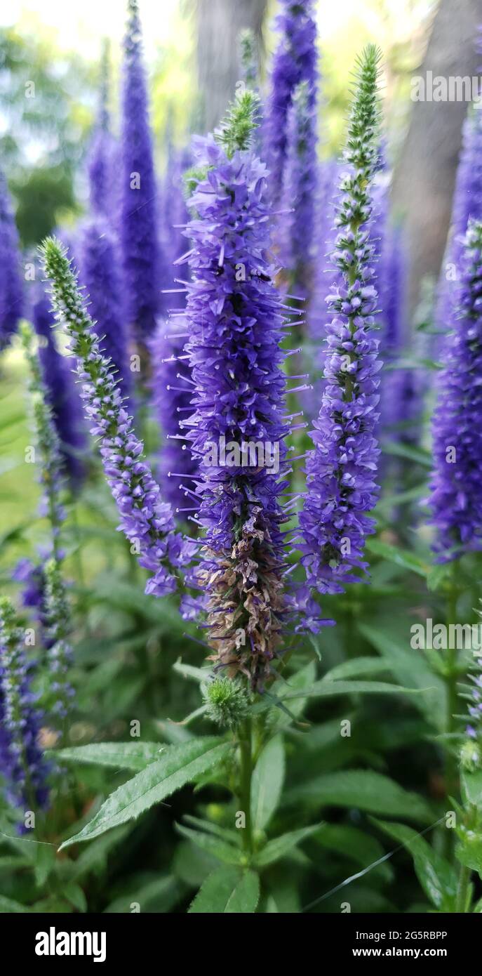 Colourful alpine flowers hi-res stock photography and images - Alamy