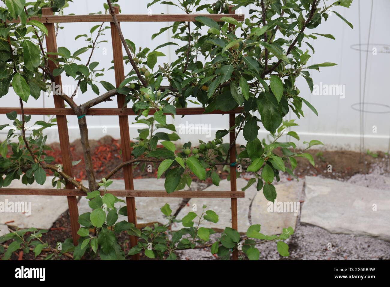 An Espalier Apple Tree growing on a wood trellis with apples beginning ...