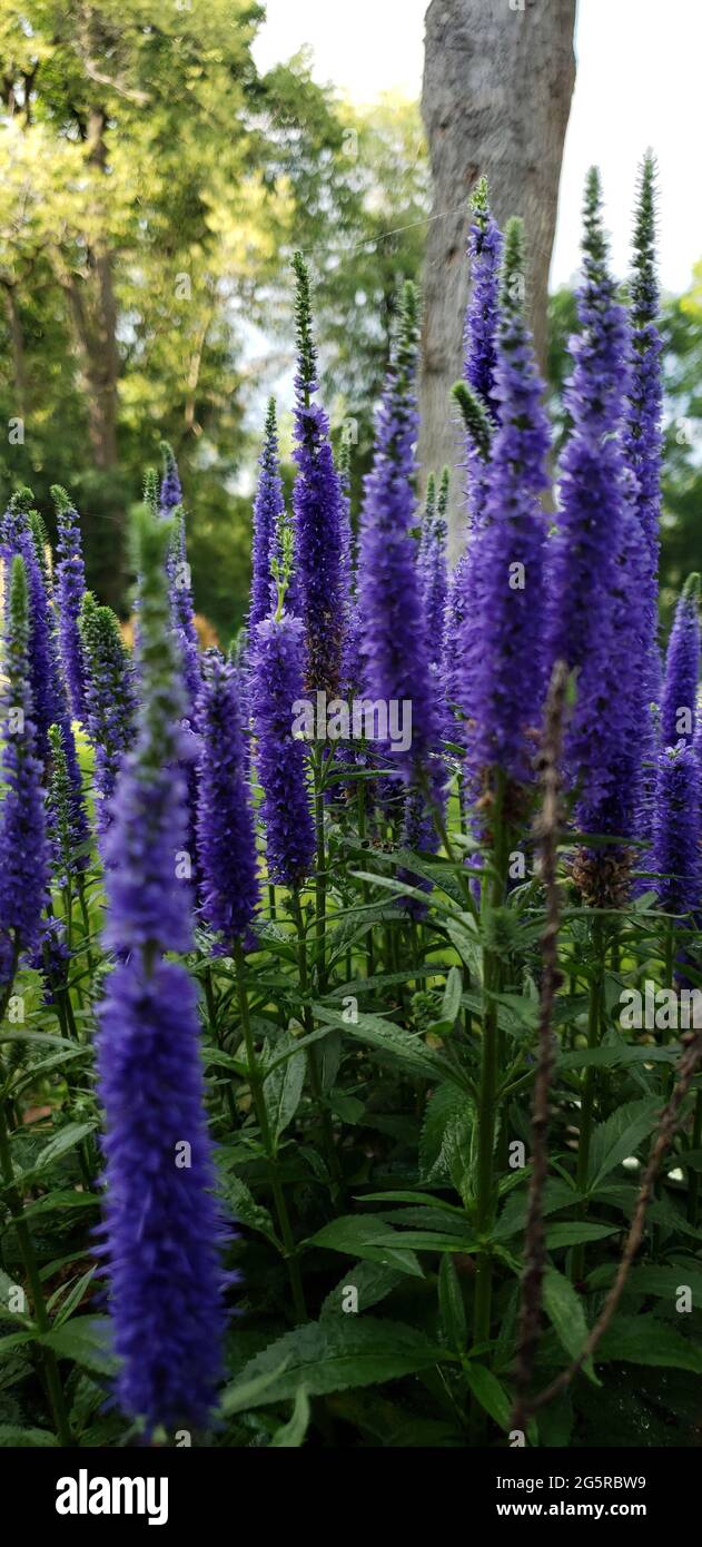 Colourful alpine flowers hi-res stock photography and images - Alamy