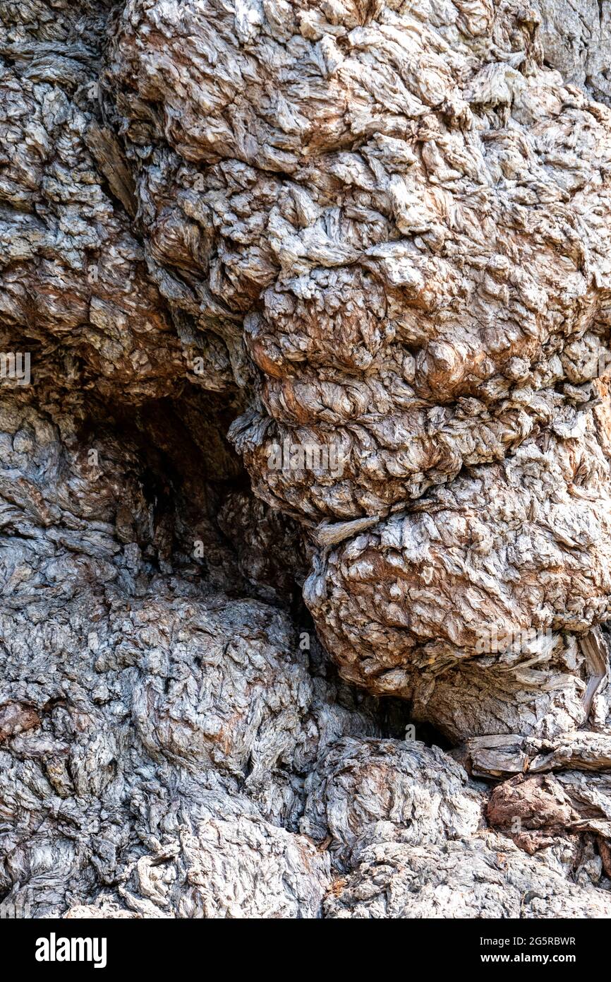 Gnarly tree hi-res stock photography and images - Alamy
