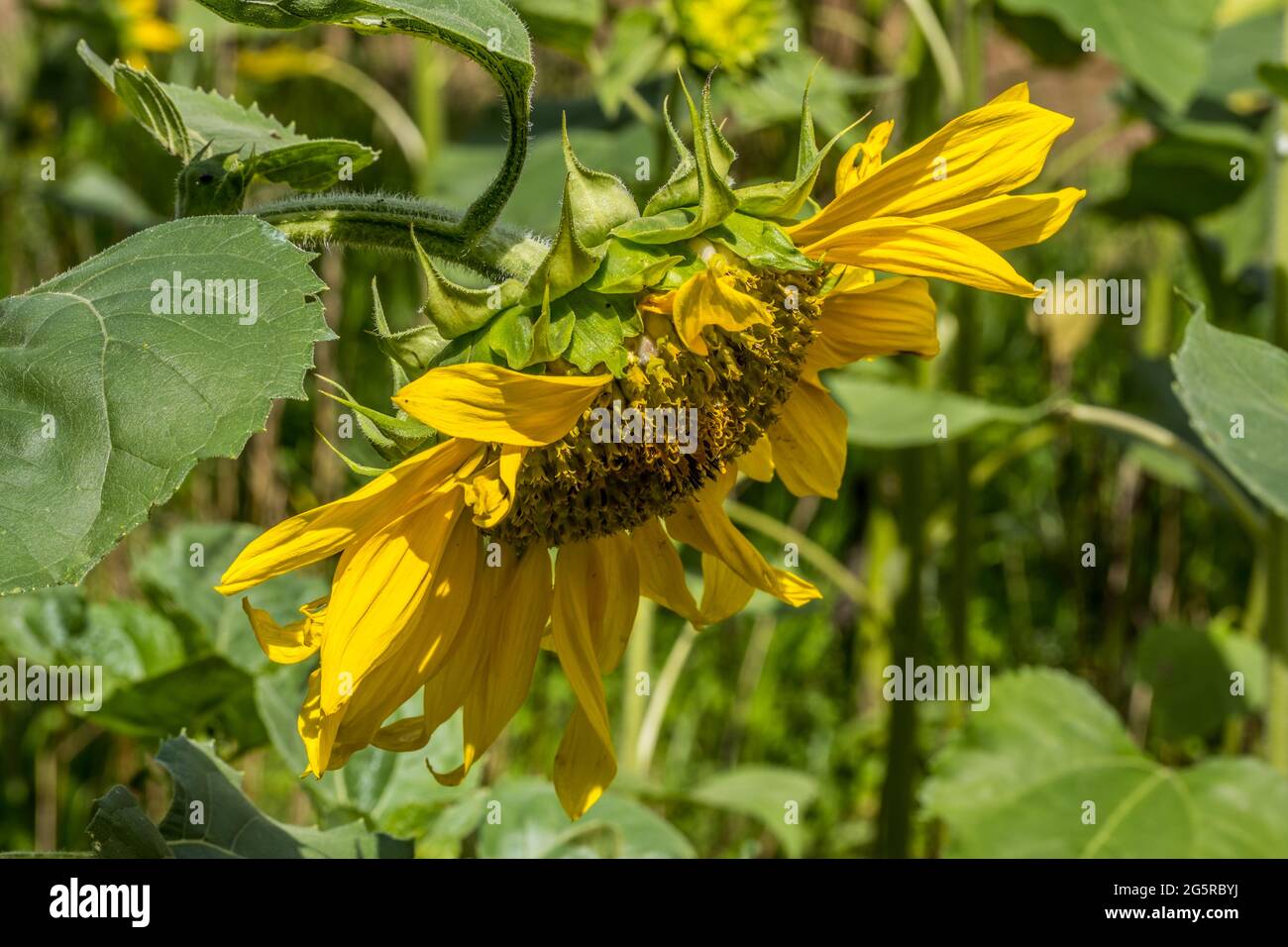 Flower bending downwards hi-res stock photography and images - Alamy