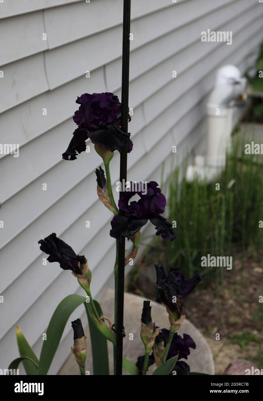 Raven girl hi-res stock photography and images - Alamy