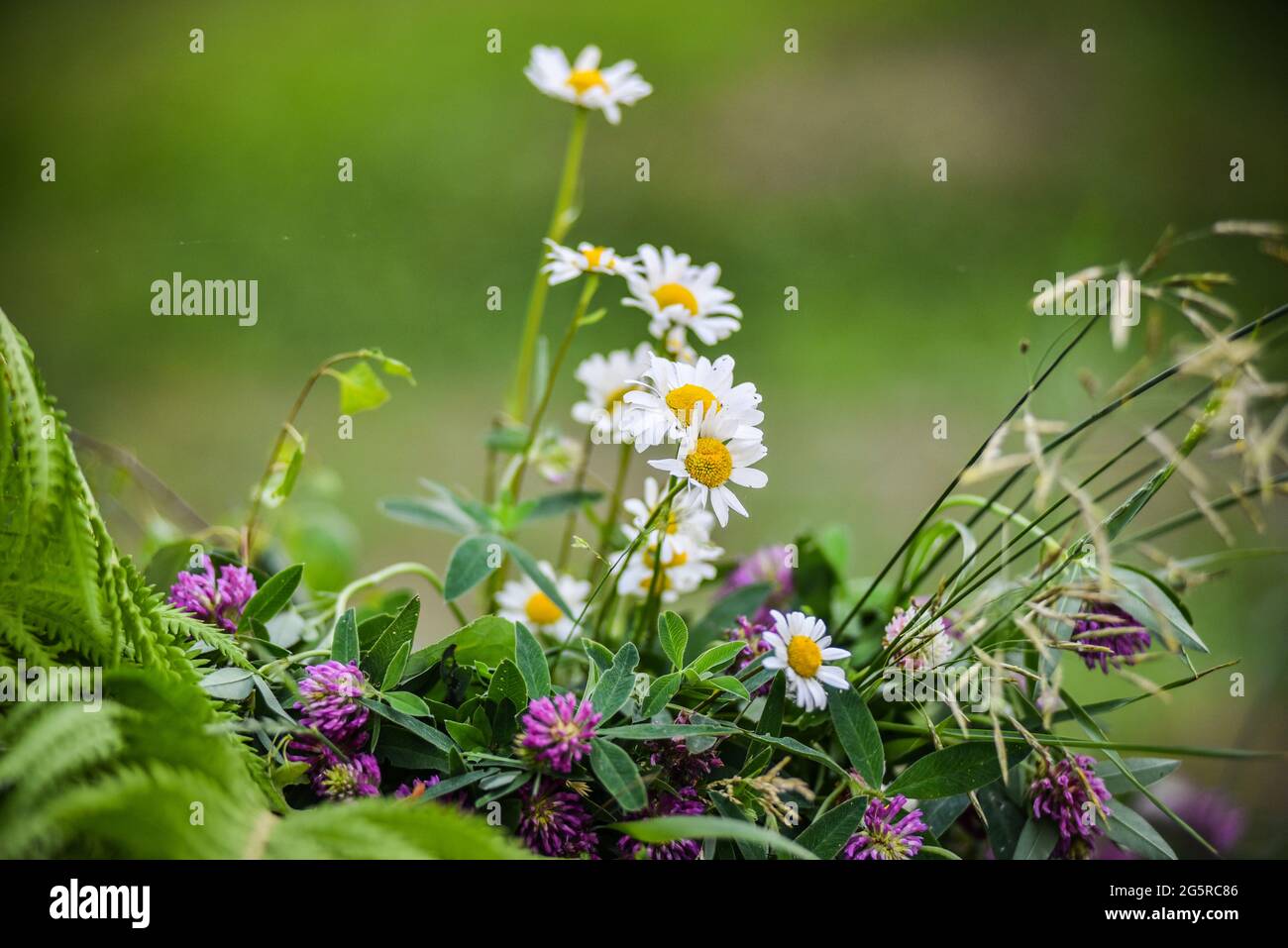 Summer landscape with flowers hi-res stock photography and images - Alamy
