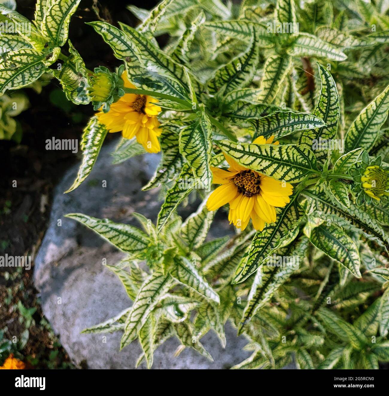 Oxeye Sunflower High Resolution Stock Photography and Images - Alamy
