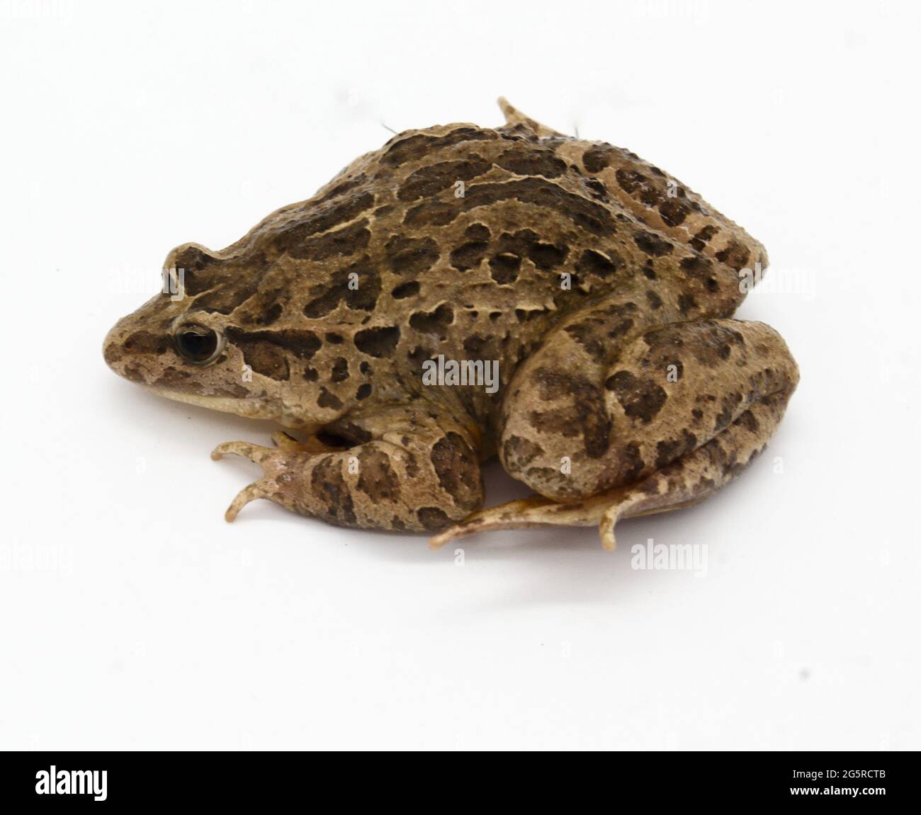 toad pintojo frog on white background species exclusively present in ...
