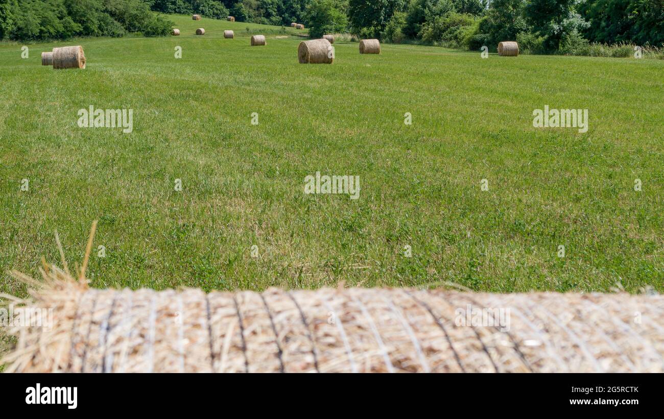Straw bales on the field ready to pick up Stock Photo - Alamy