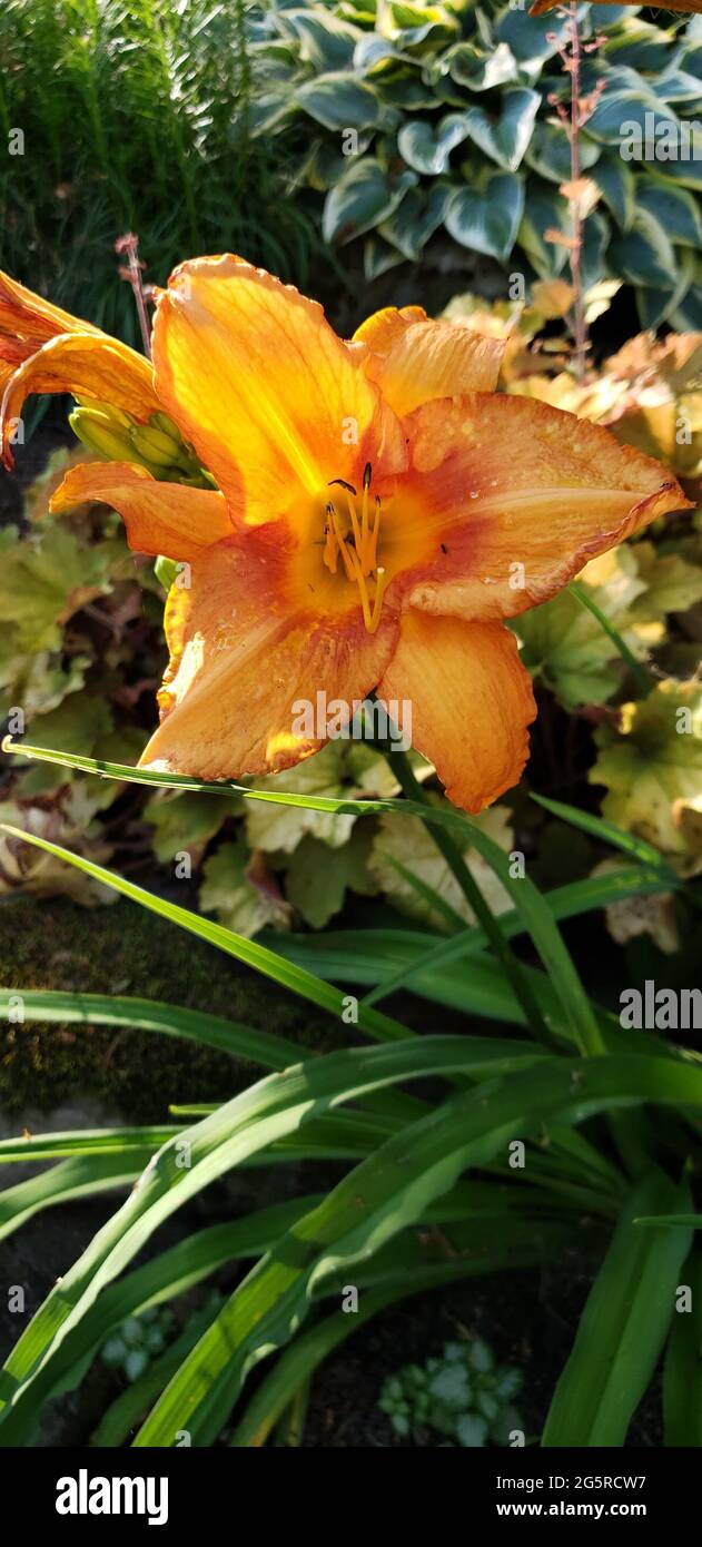 Lili garden hi-res stock photography and images - Alamy