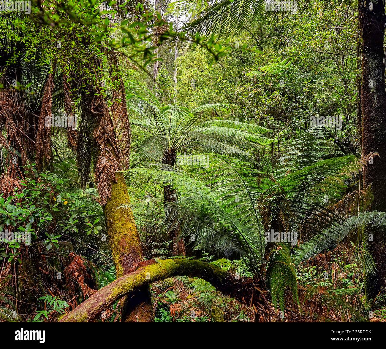 Forest of Australia, consisting mainly of various types of eucalyptus ...