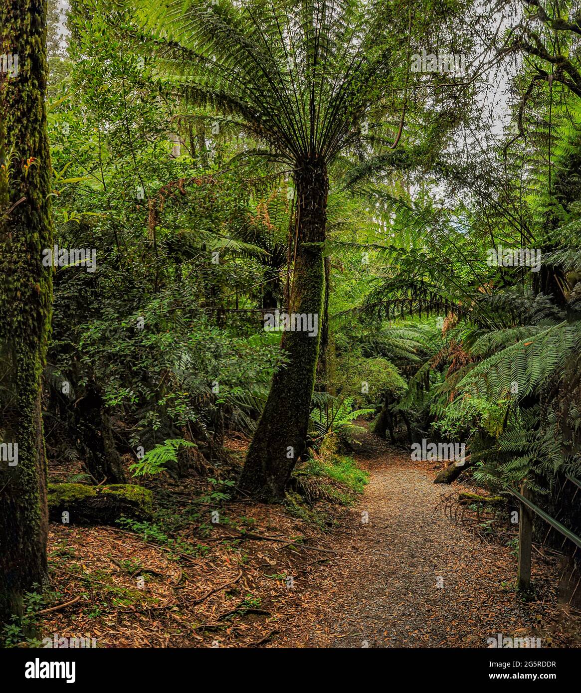 Forest of Australia, consisting mainly of various types of eucalyptus ...