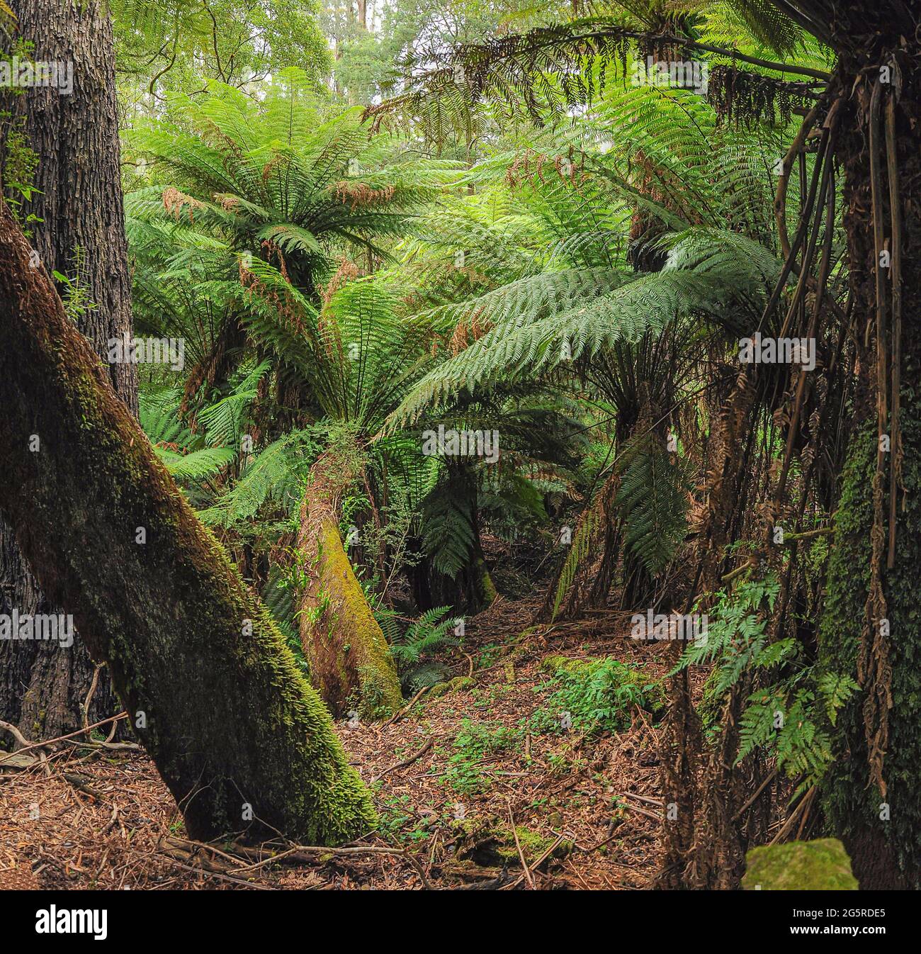 Forest of Australia, consisting mainly of various types of eucalyptus ...