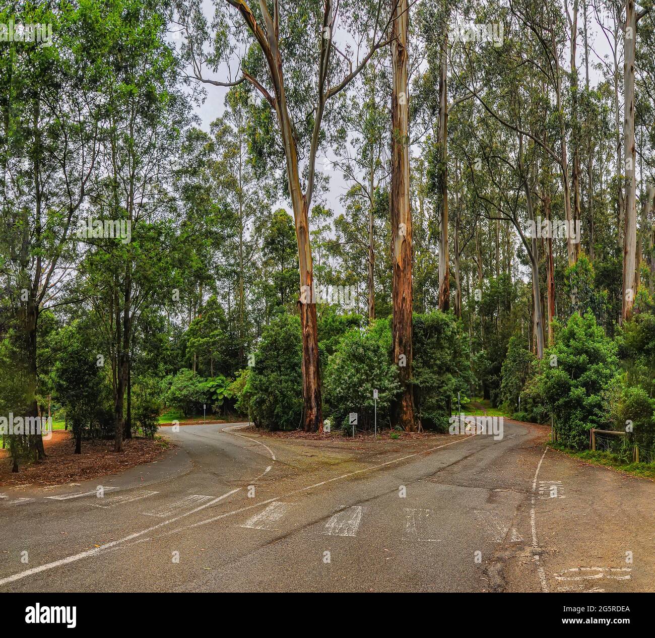 Forest of Australia, consisting mainly of various types of eucalyptus ...
