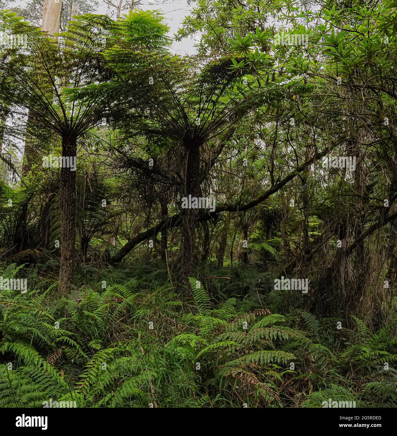 Forest of Australia, consisting mainly of various types of eucalyptus ...