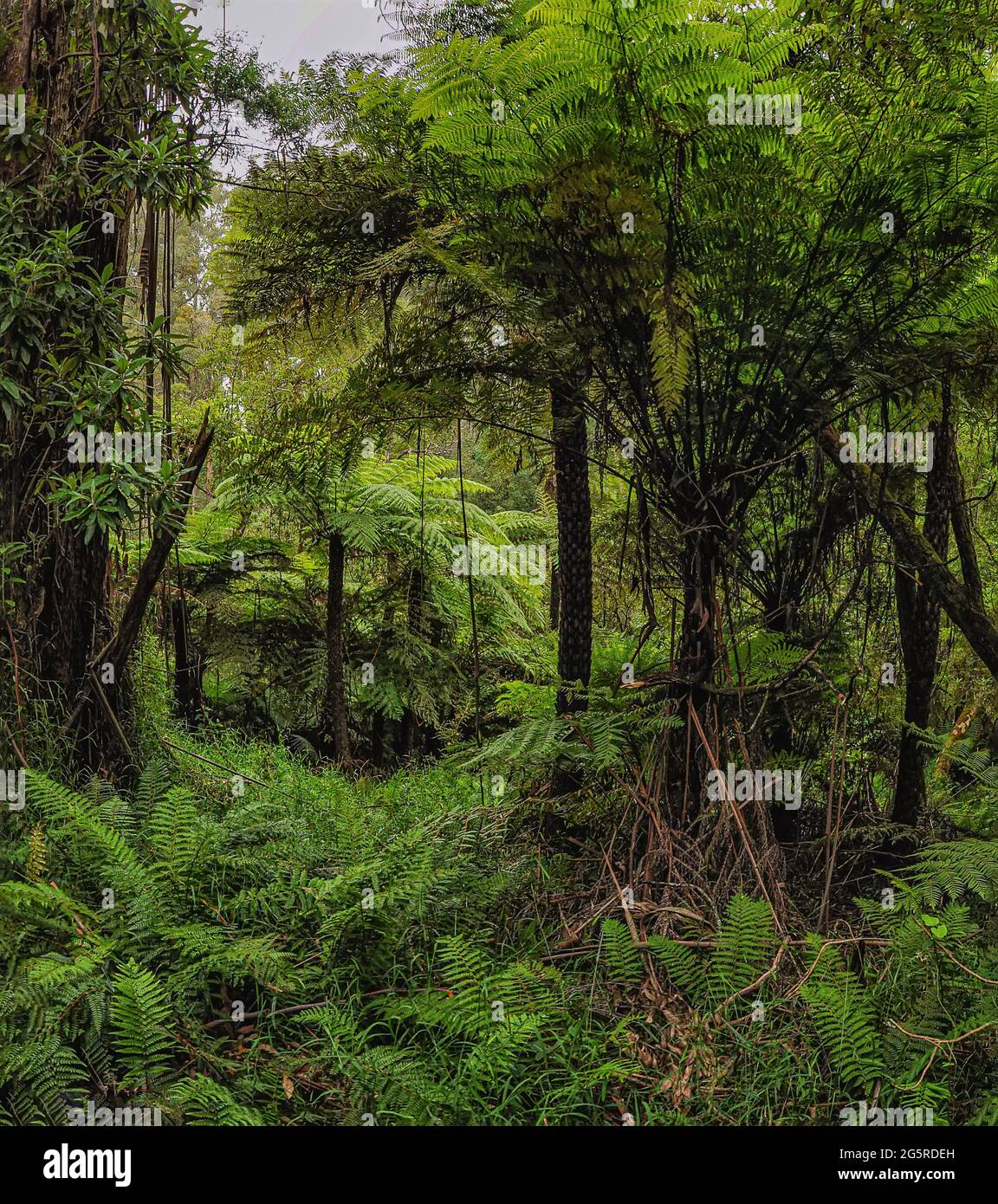 Forest of Australia, consisting mainly of various types of eucalyptus ...