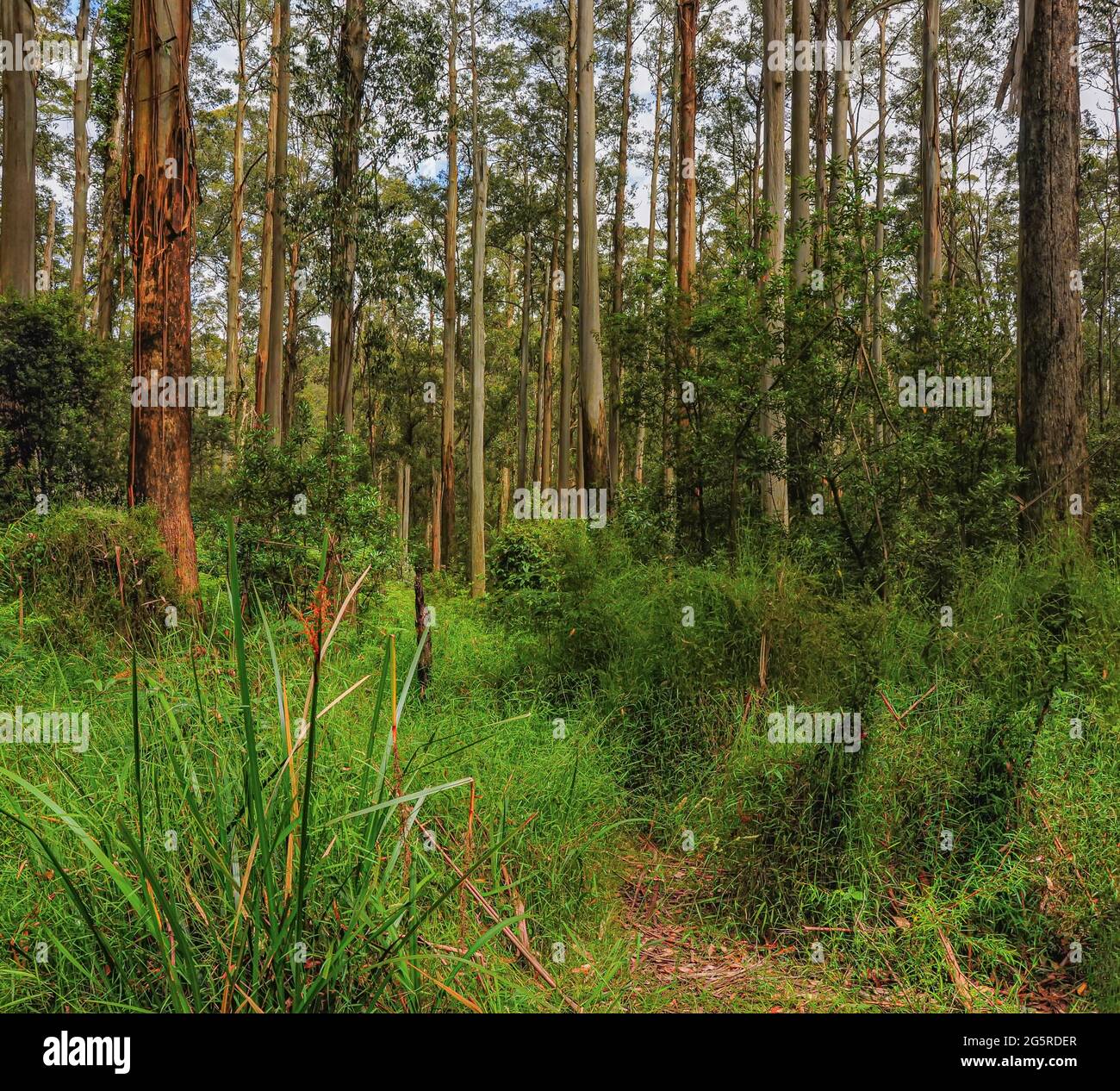 Stunted palm hi-res stock photography and images - Alamy