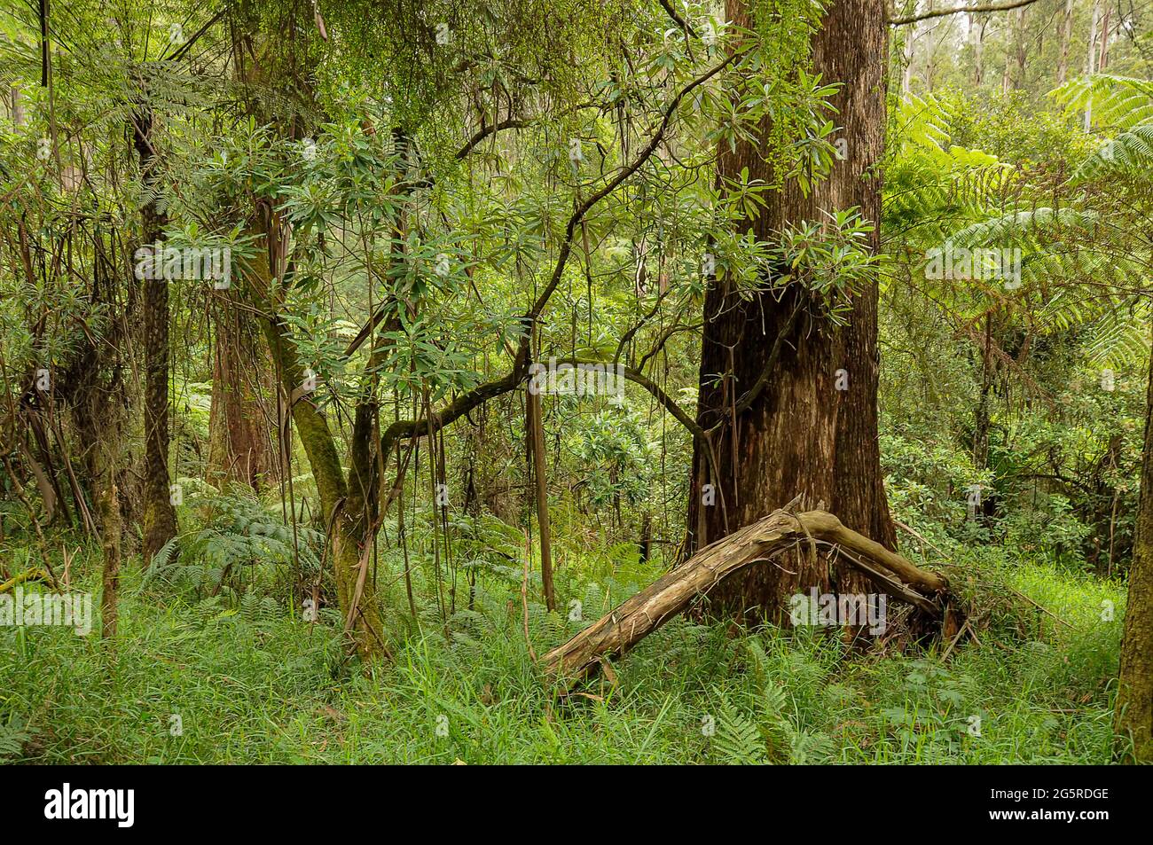 Forest of Australia, consisting mainly of various types of eucalyptus ...
