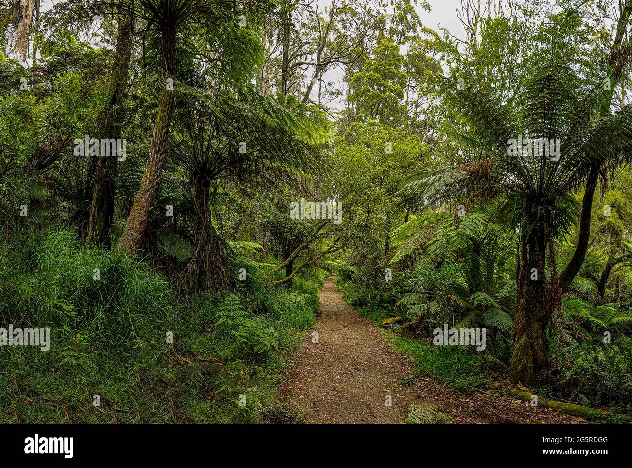 Forest of Australia, consisting mainly of various types of eucalyptus ...